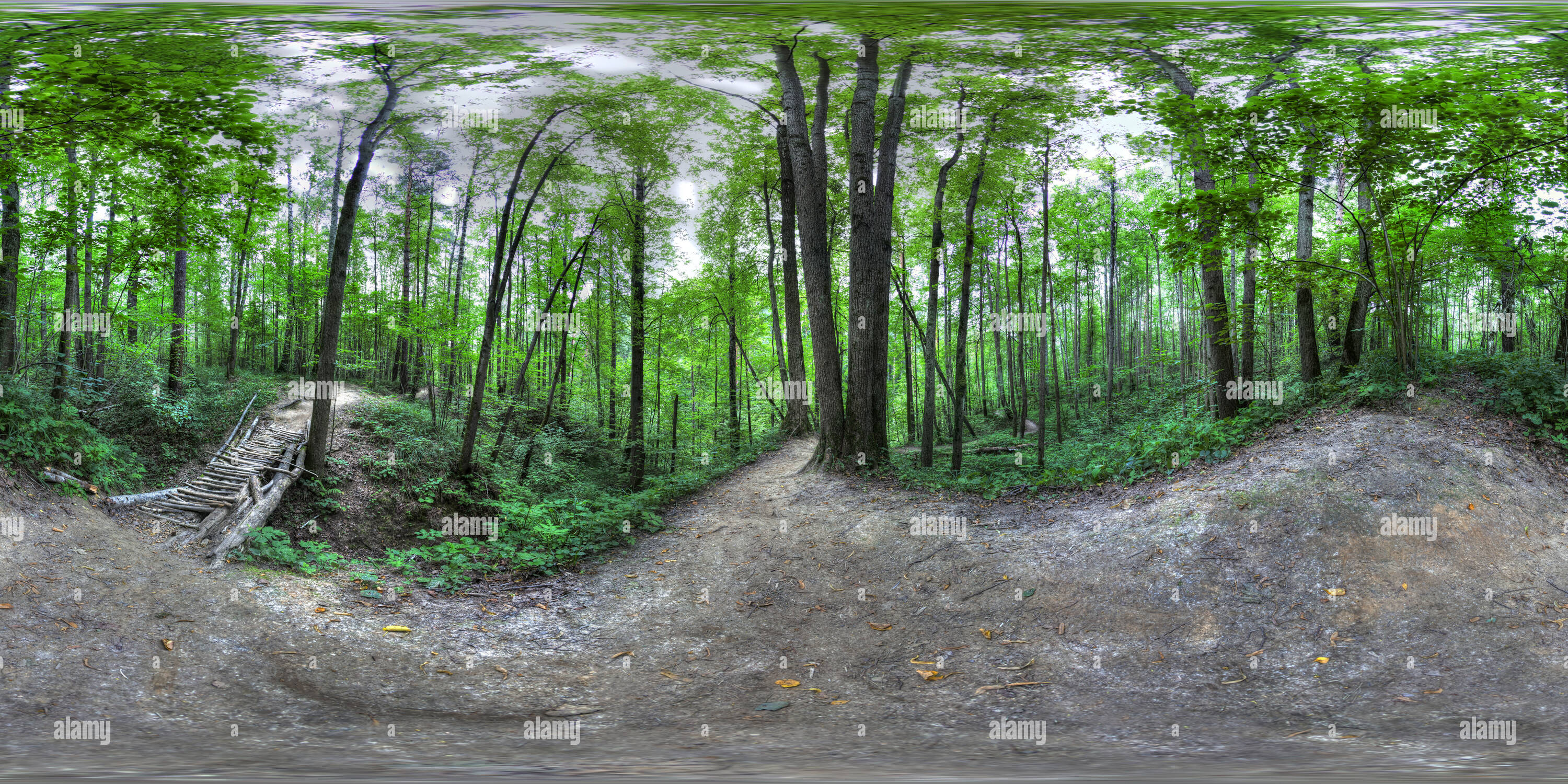 360° view of Forest way, Bitza Park, Moscow - Alamy