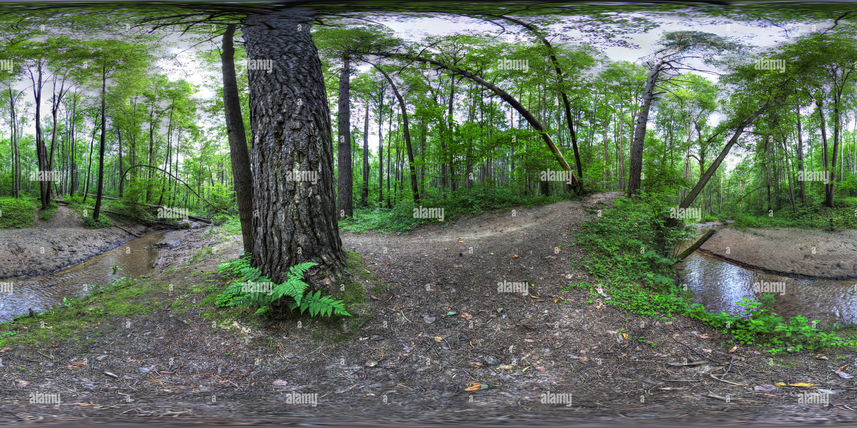 360° view of Way along the river, Bitza Park, Moscow - Alamy