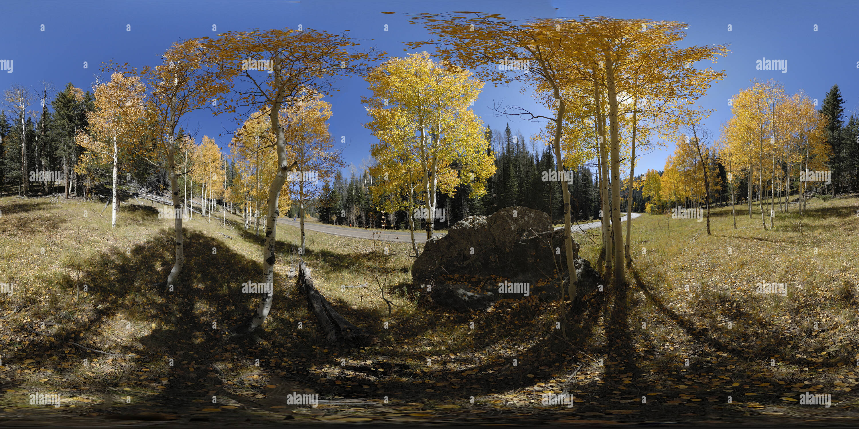 360° view of Aspen in fall color in the Grand Canyon North Rim - Alamy