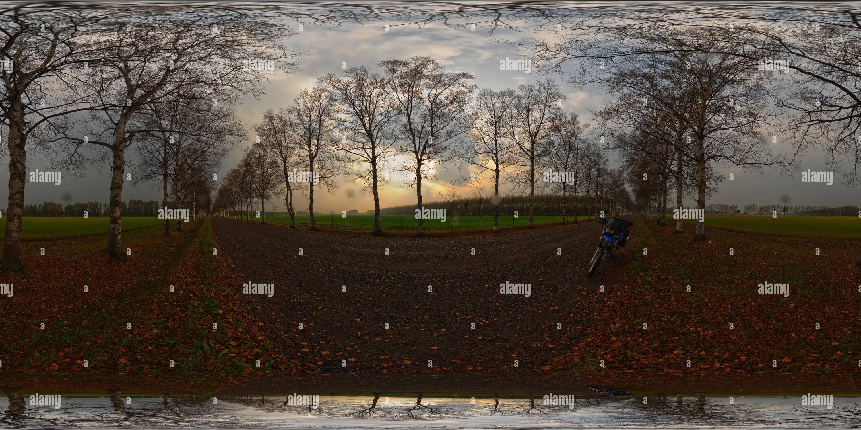 360° view of Tokachi farm, White birch roadside trees - Alamy