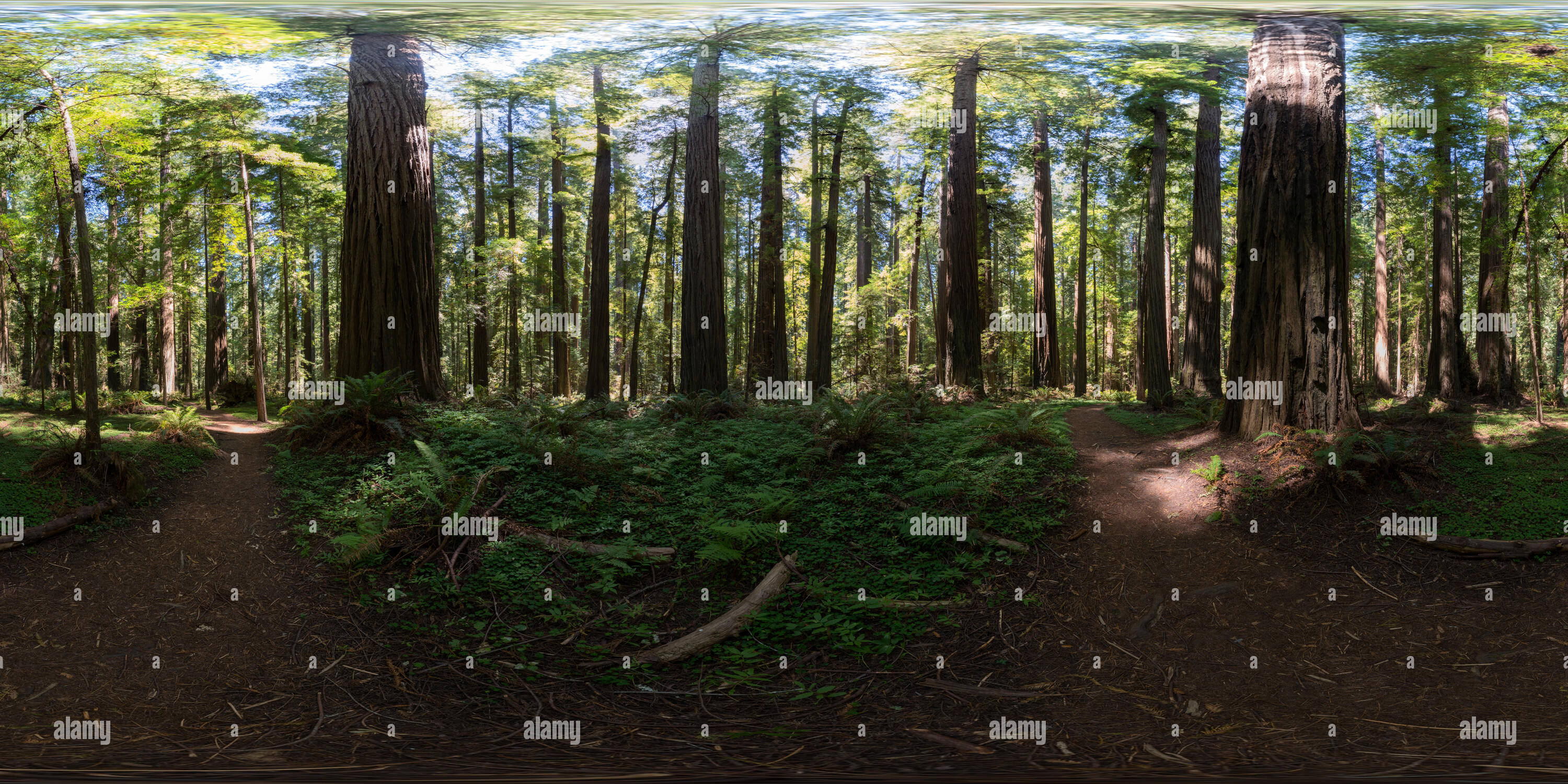 360° view of A 360 degree view of Redwood State and National Park as ...