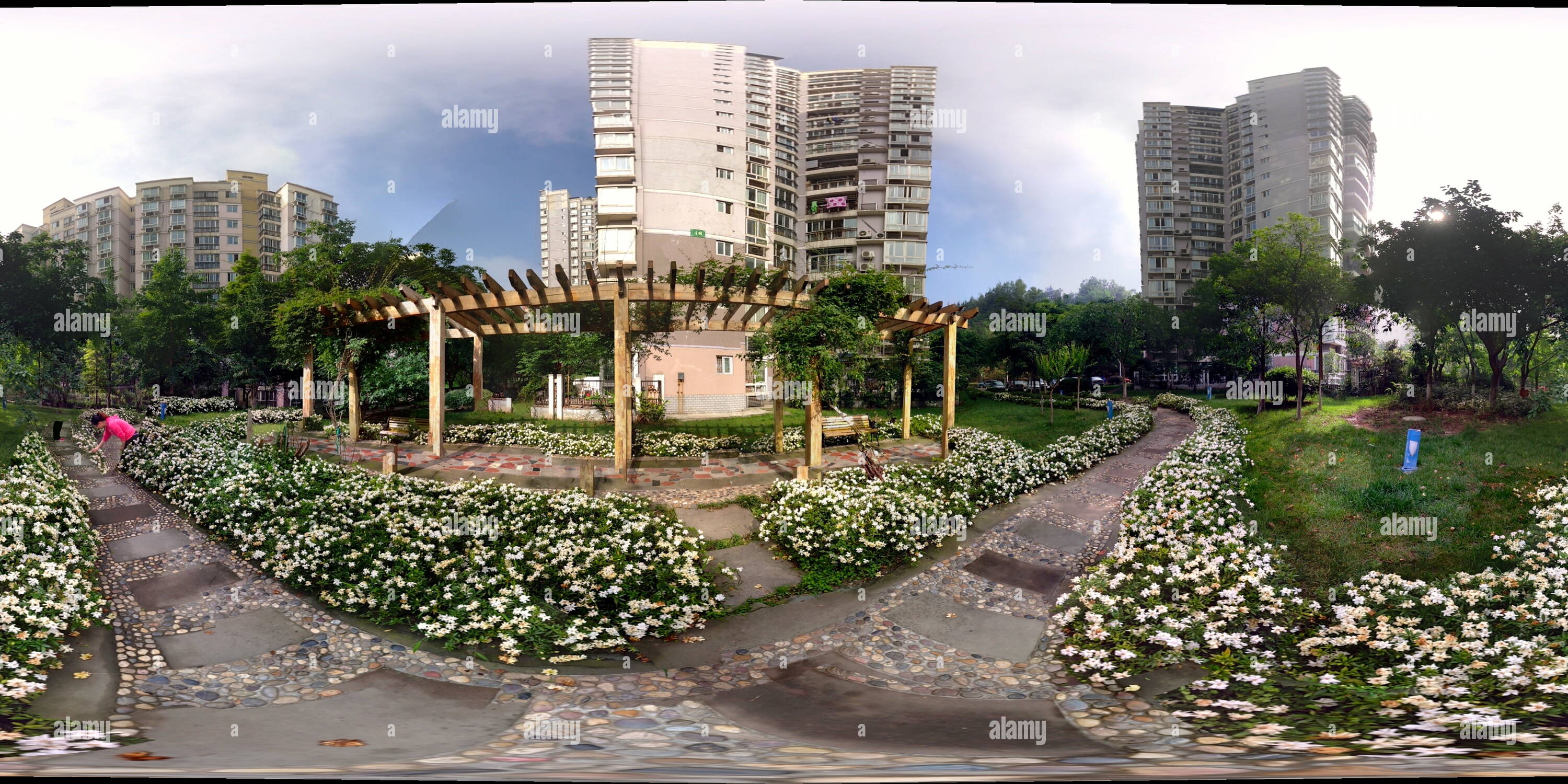 Campaka hi-res stock photography and images - Alamy