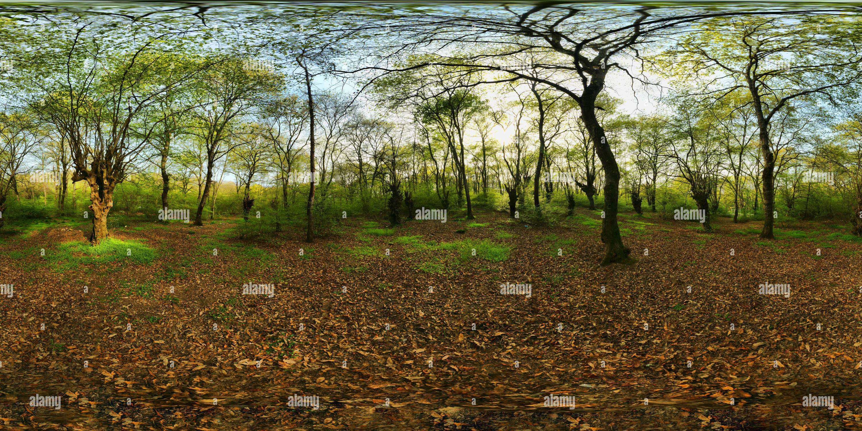 360° view of zare jungle park - Alamy