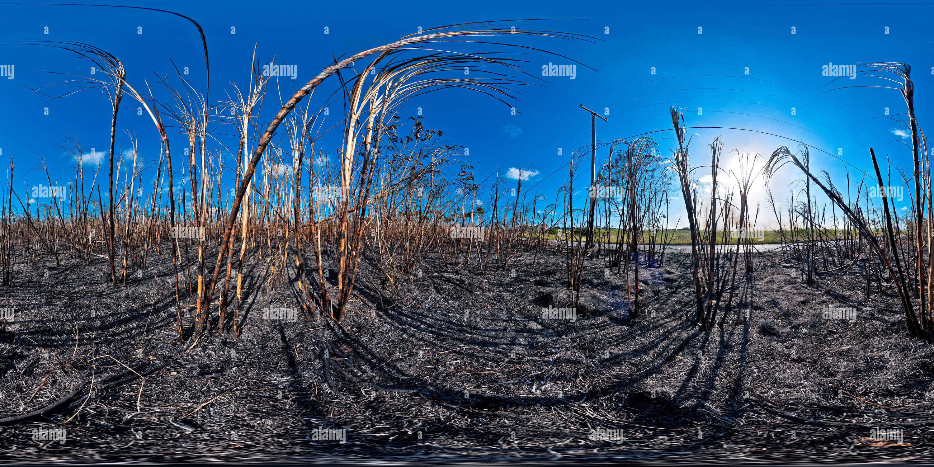 Burnt sugar cane hi-res stock photography and images - Alamy