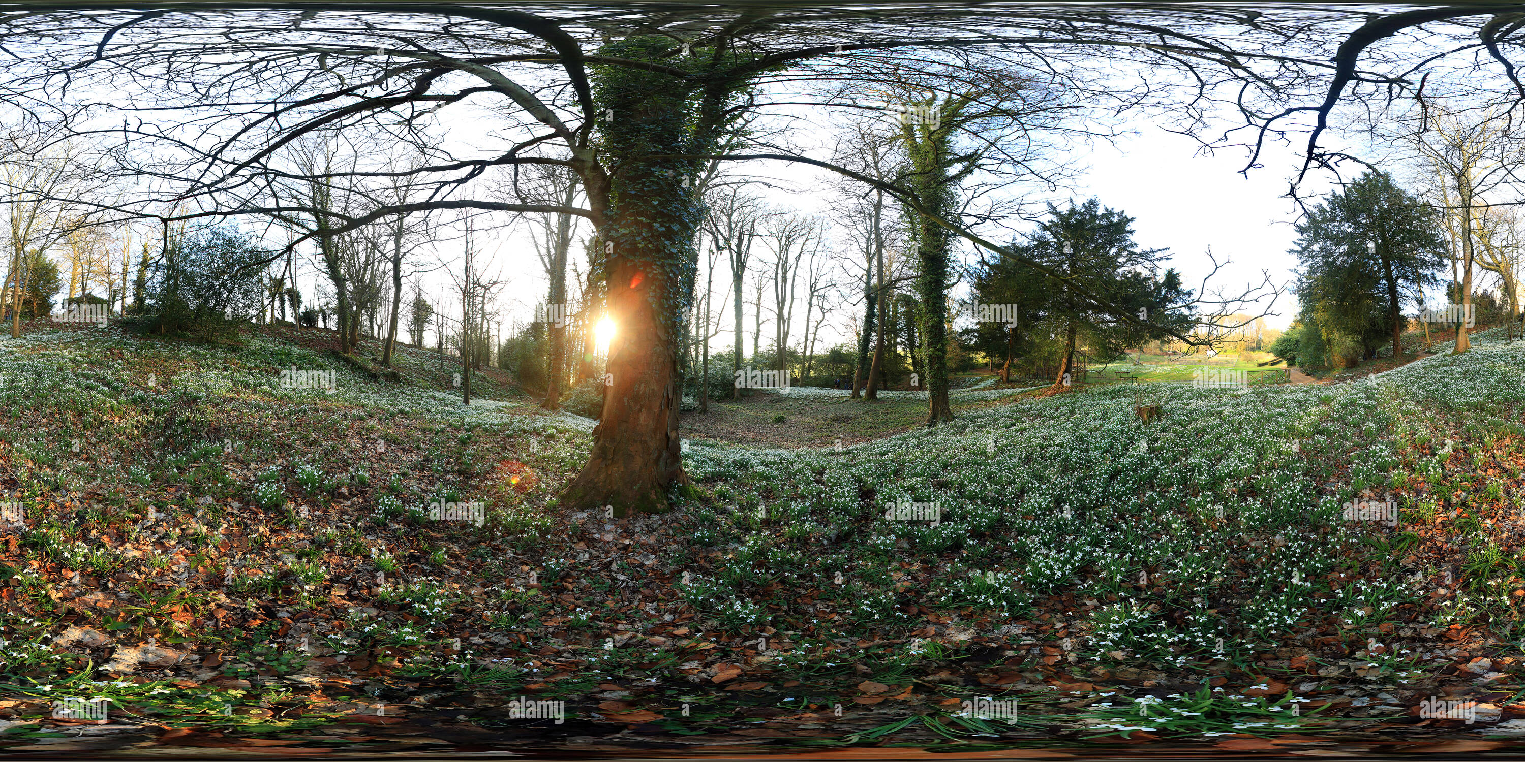 360° view of Snowdrop wood by Jon Rowley - Alamy