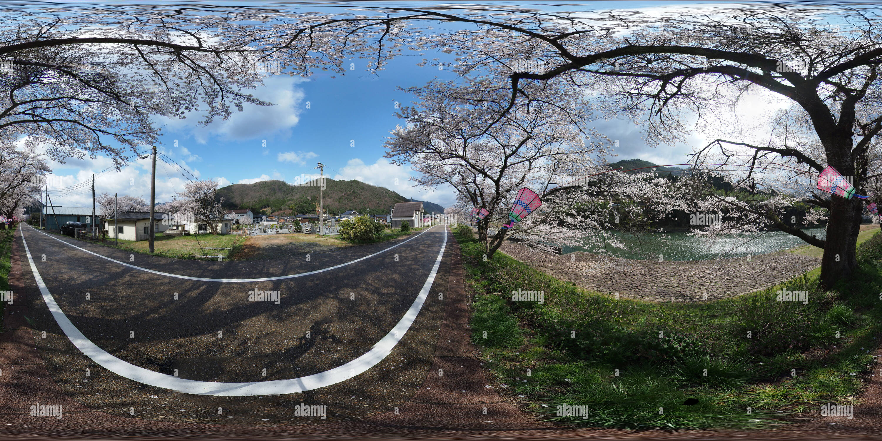360° view of Row of cherry trees - Alamy