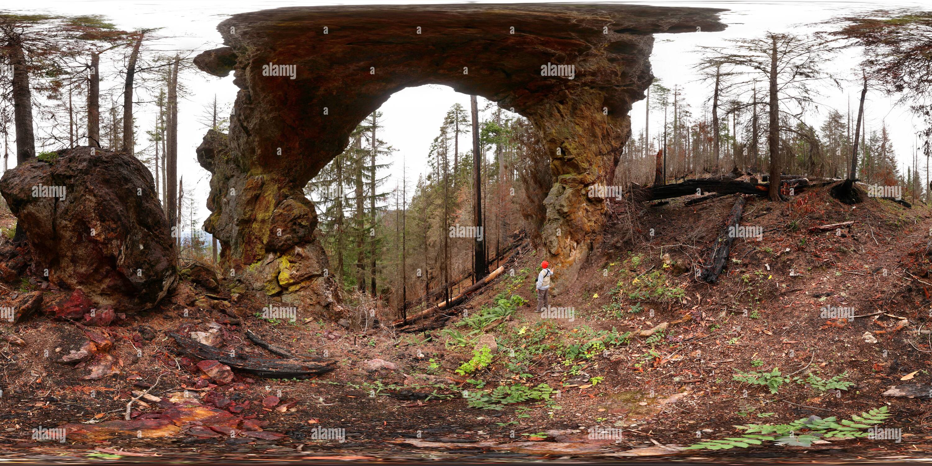 Cowhorn hi-res stock photography and images - Alamy