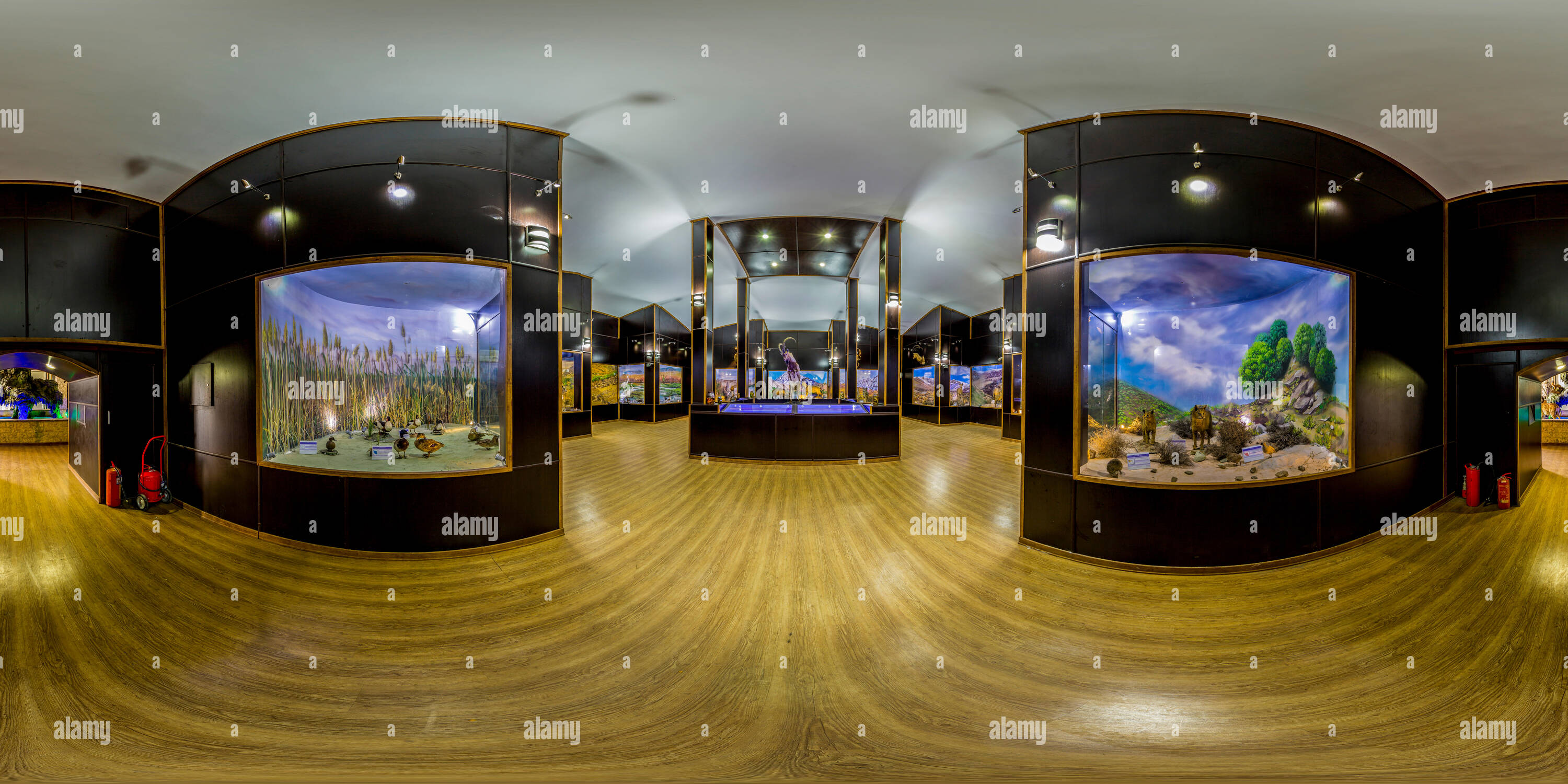 360 panorama animal hi-res stock photography and images - Alamy