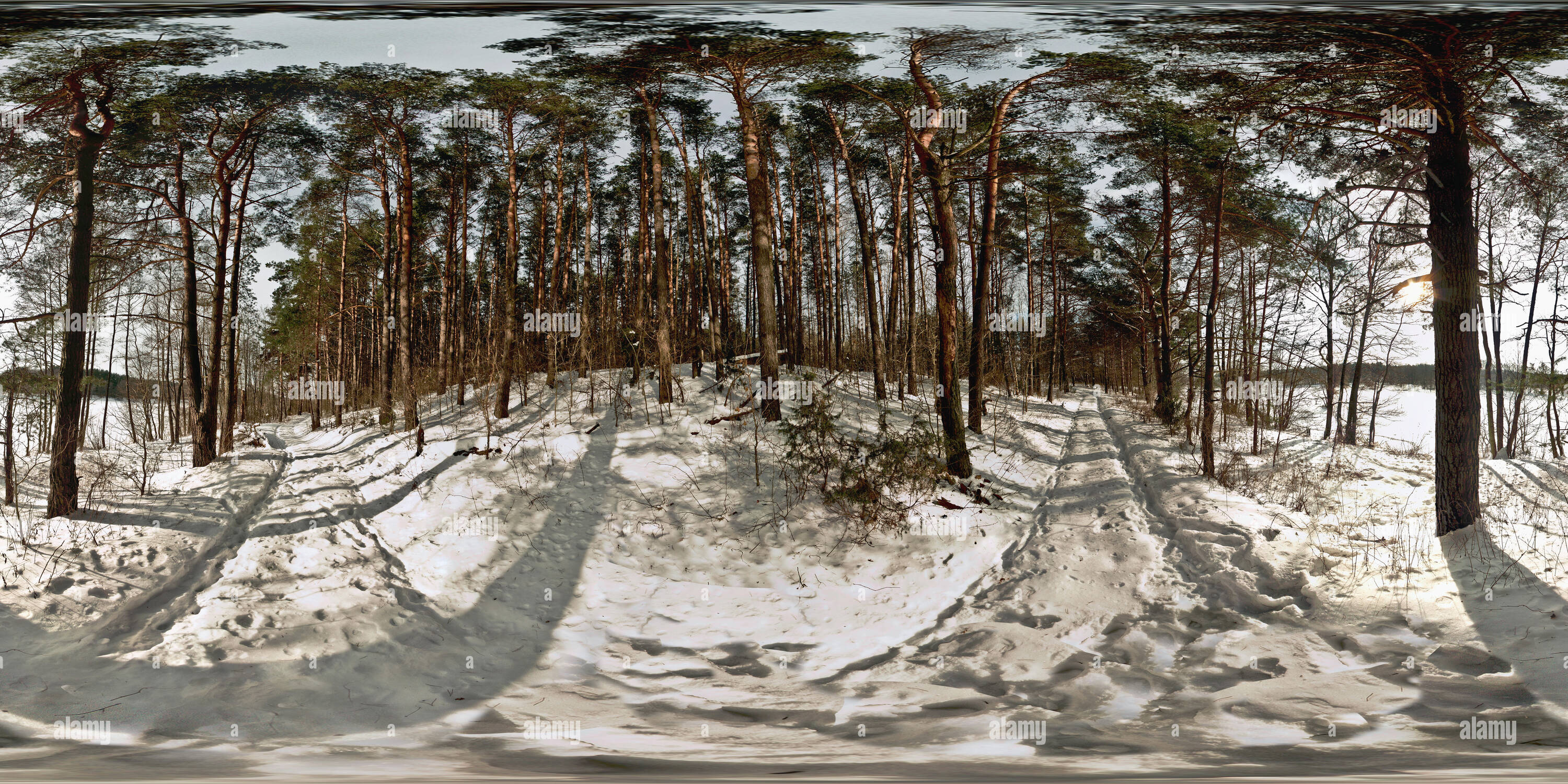 360° view of panorama of snow-covered forest on a sunny day. Full 360 ...