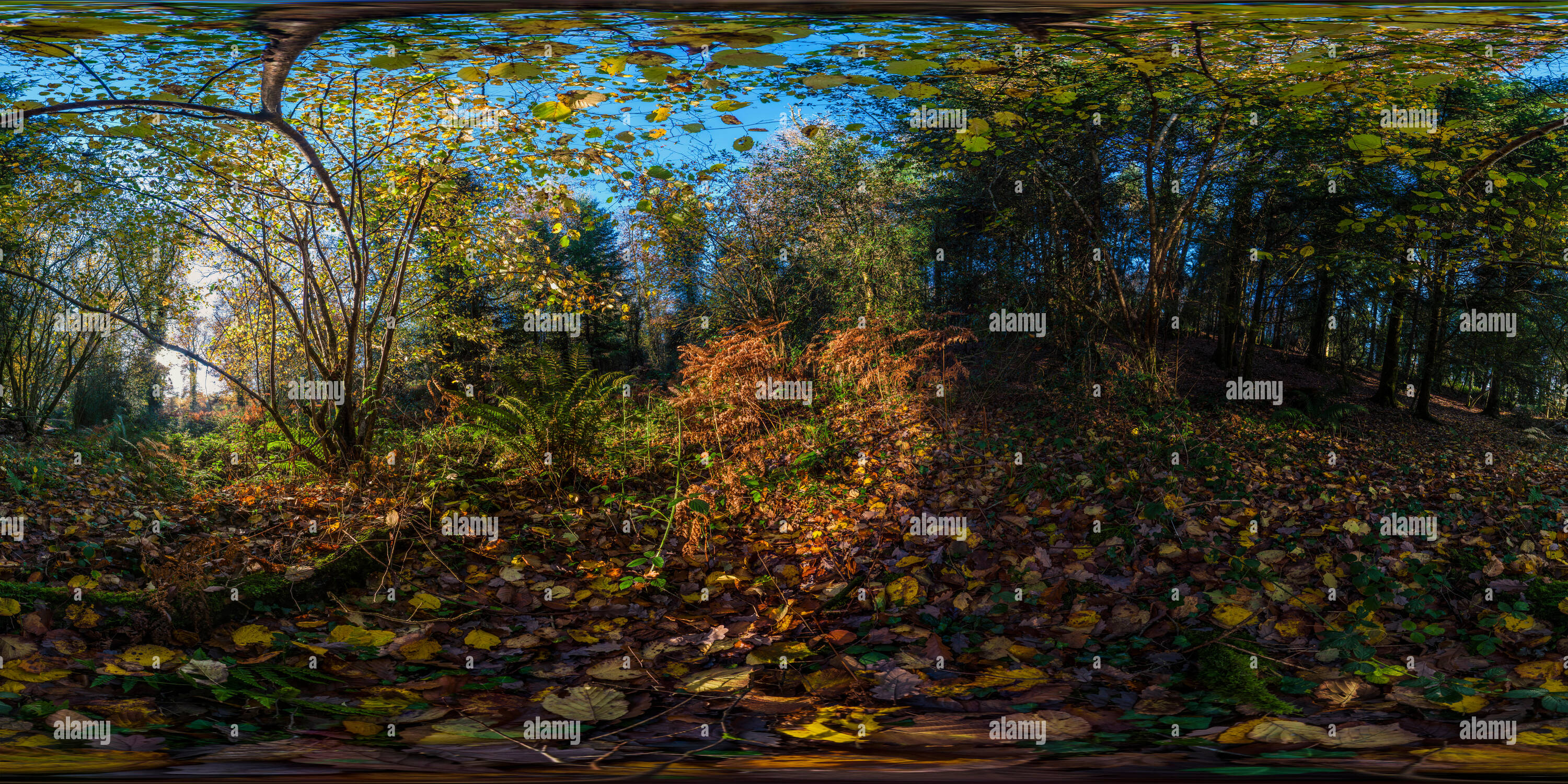 360° view of Ballyfad Forest. co. Wexford. Ireland. 360 panorama - Alamy