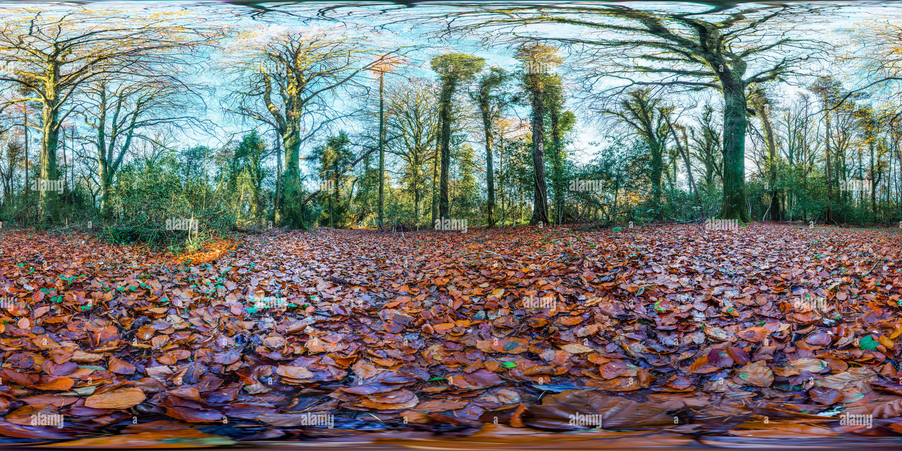 360° view of Ballyfad Forest. co. Wexford. Ireland. 360 panorama - Alamy