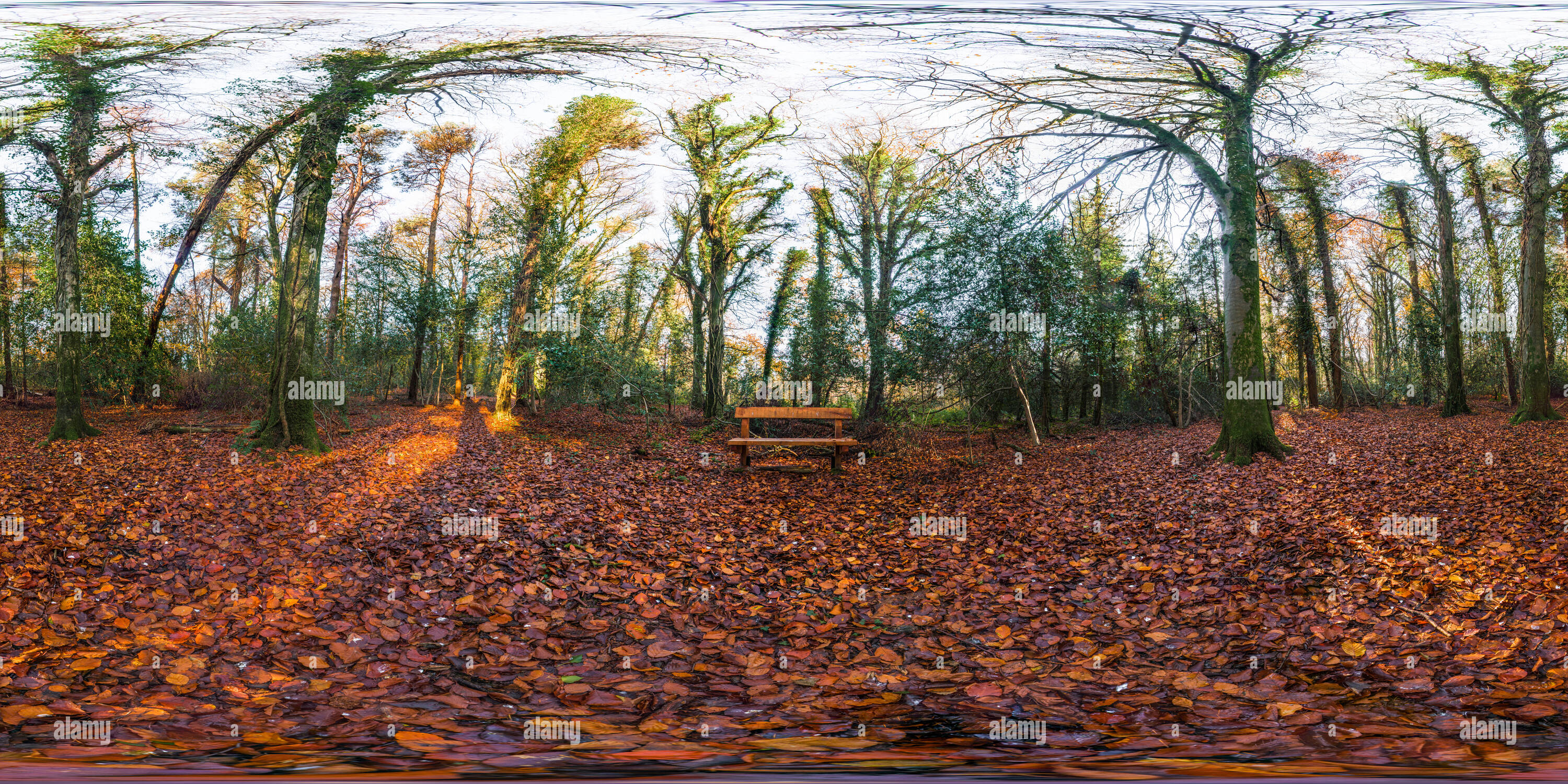 Forest tree 360 hi-res stock photography and images - Alamy