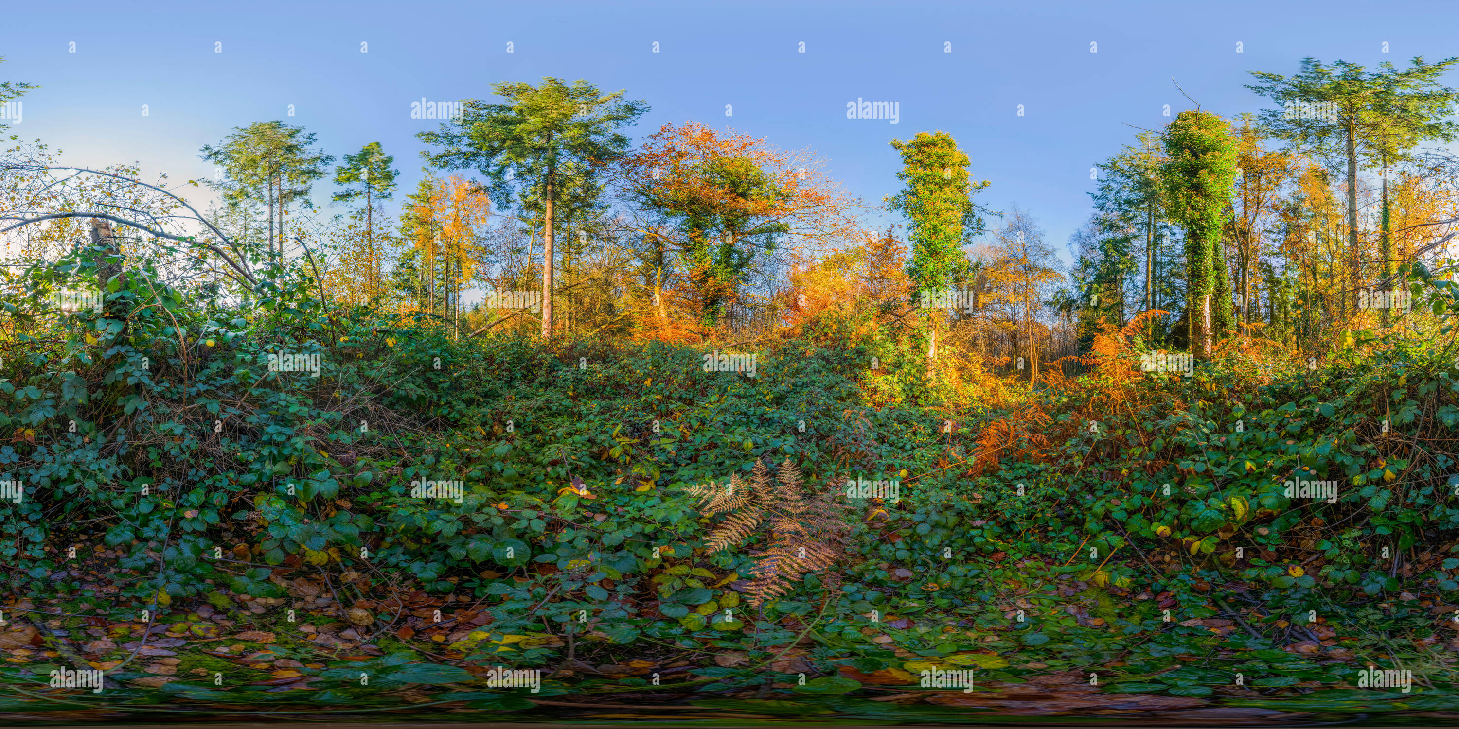 360° view of Ballyfad Forest. co. Wexford. Ireland. 360 panorama - Alamy