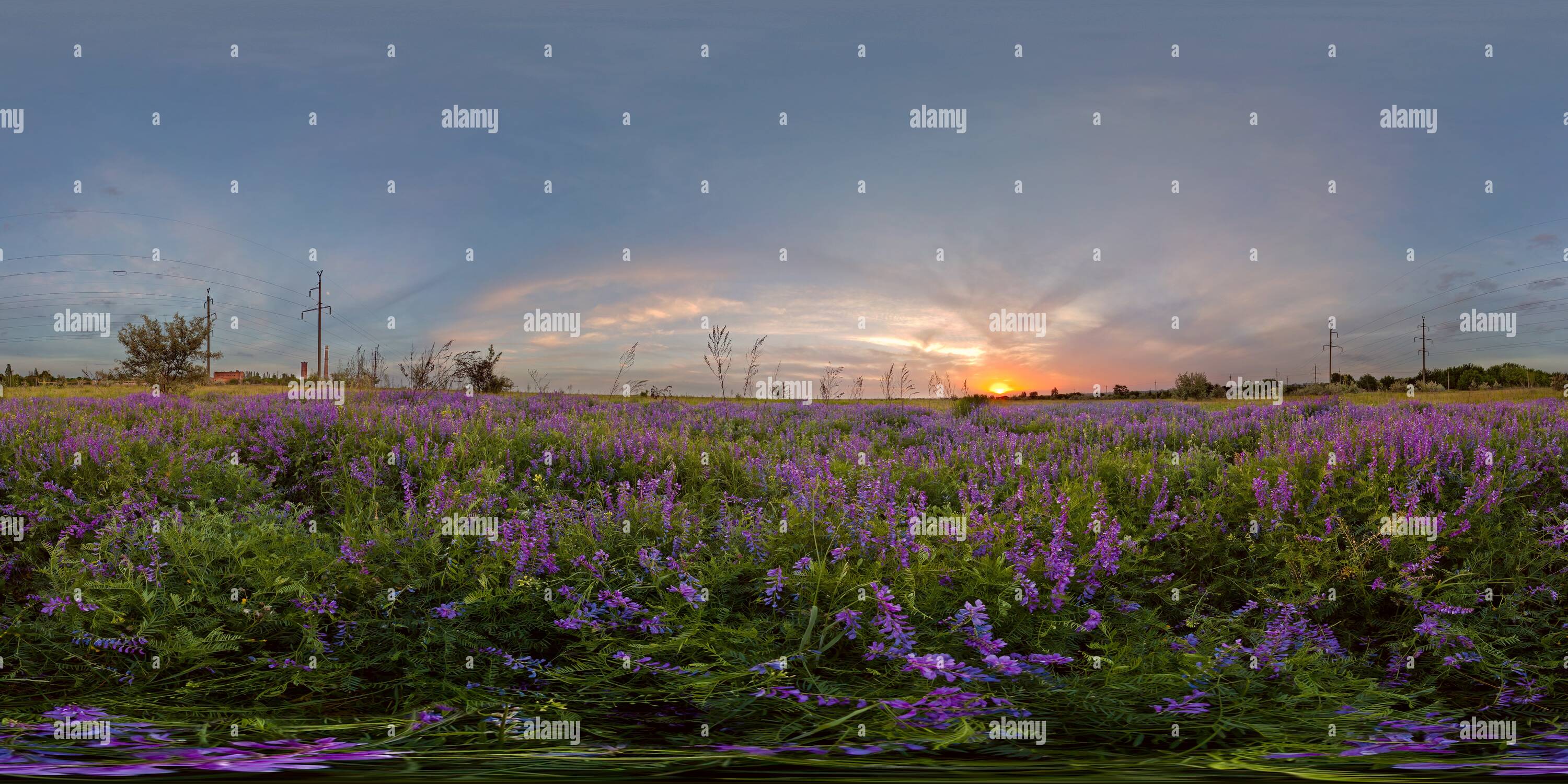 360° view of field of flowers - Alamy