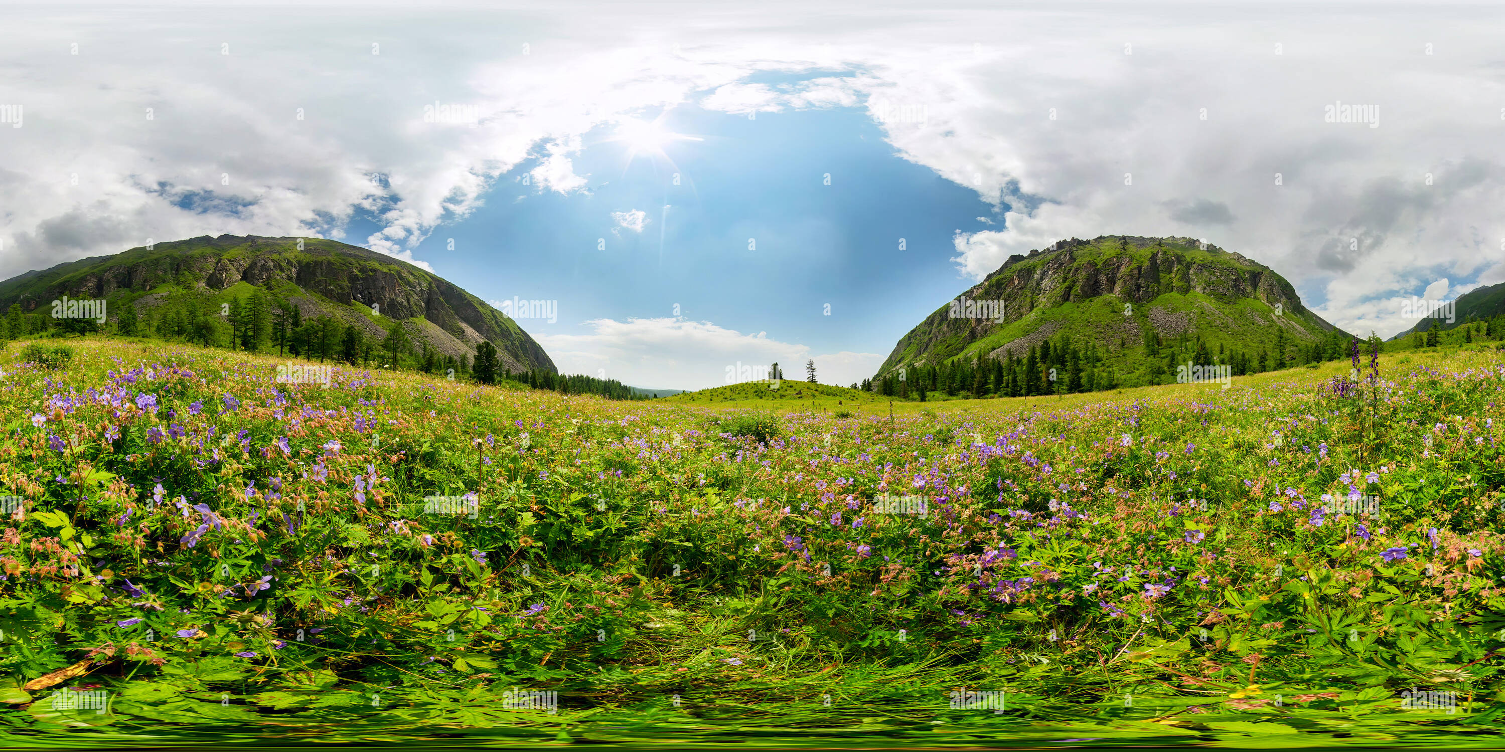 360° view of green field glade of blue flowers in the mountains on a ...