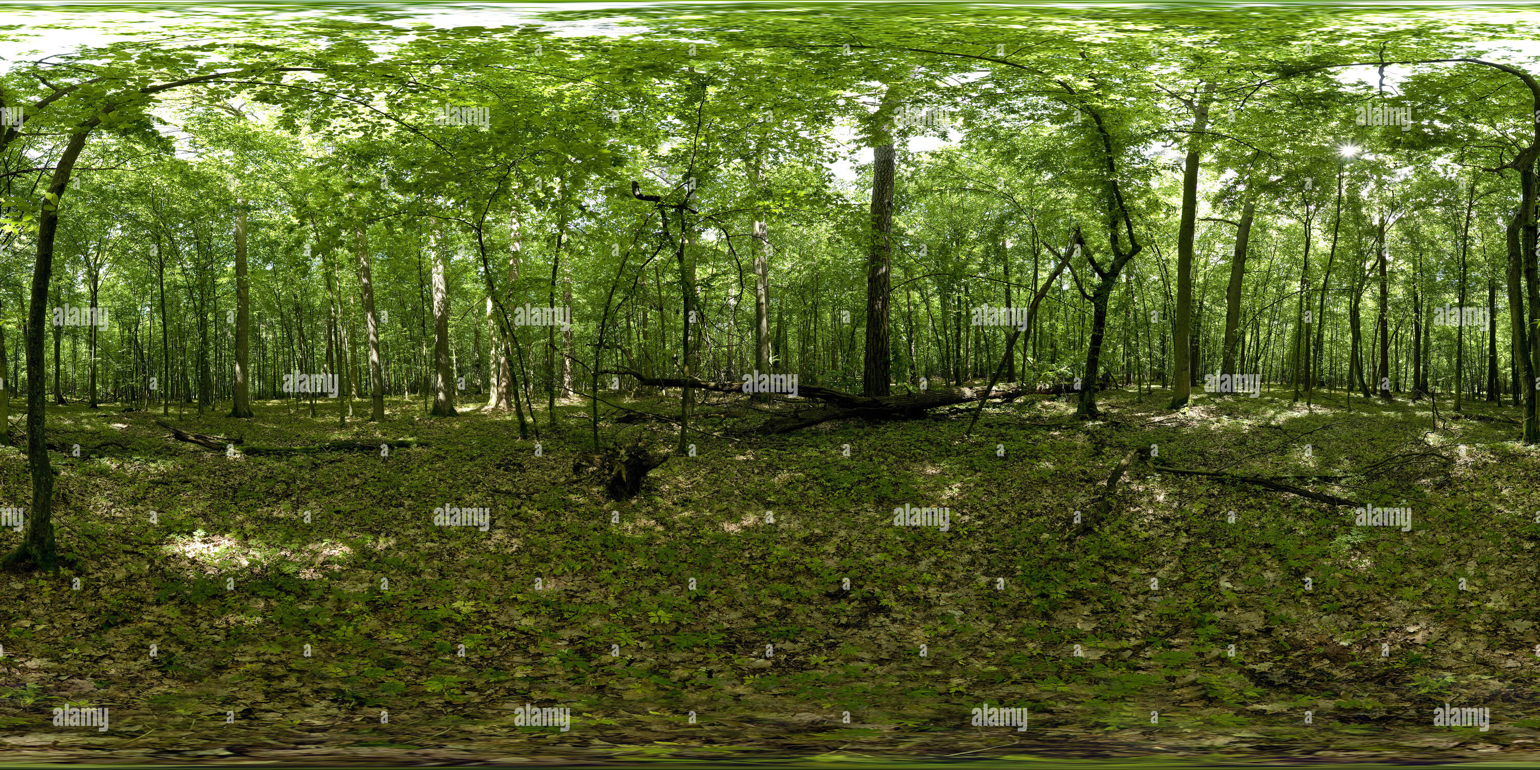 360° view of Nature reserve "Forests Parczewskie - Alamy