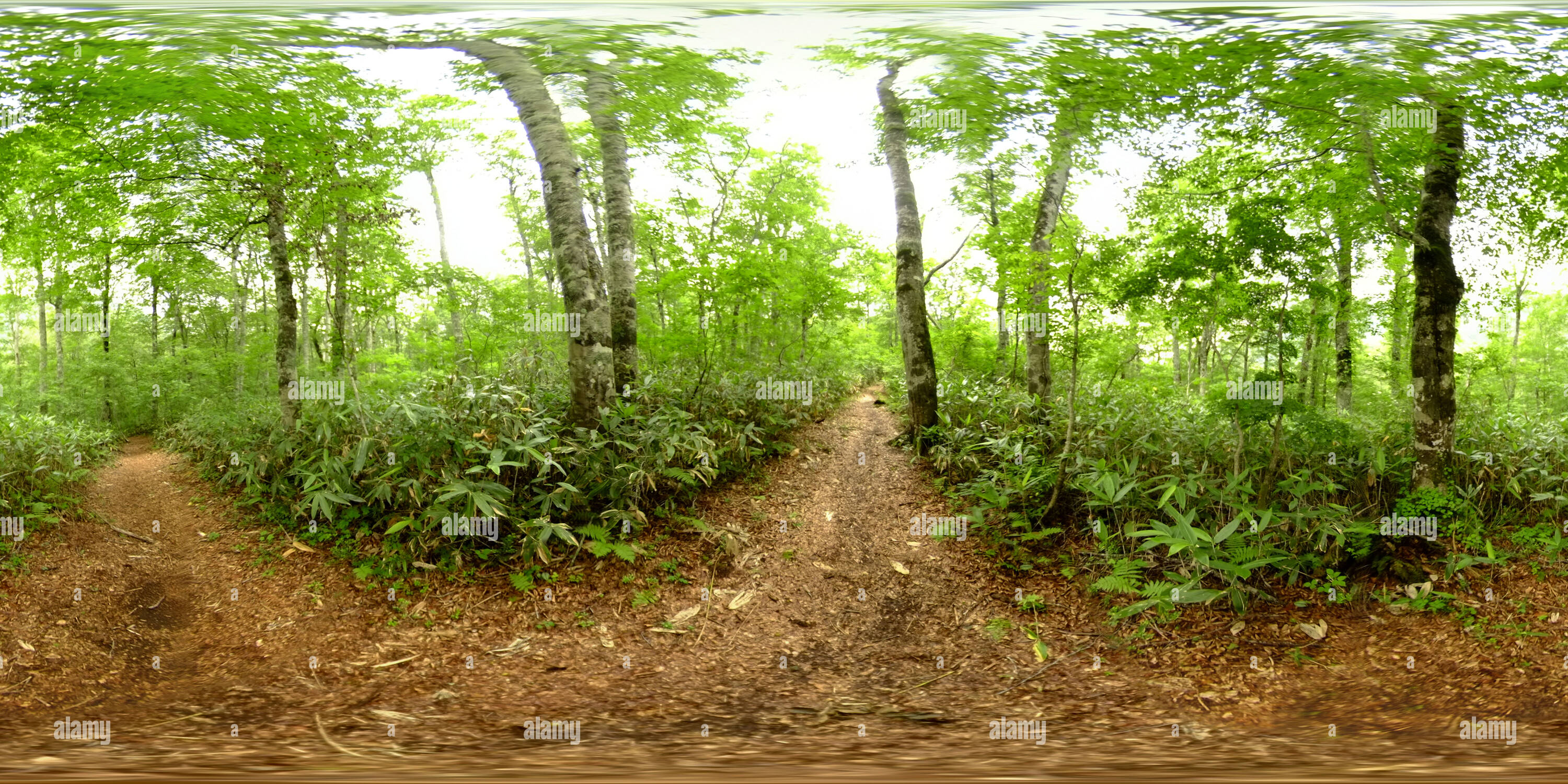 360° view of "Buna" beech tree Forest - Alamy