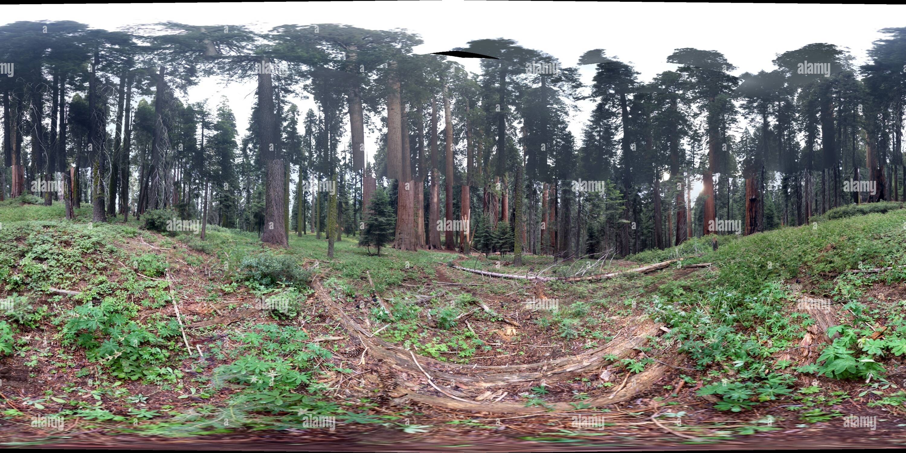 360° view of Muir Grove, Sequoia National Park - Alamy