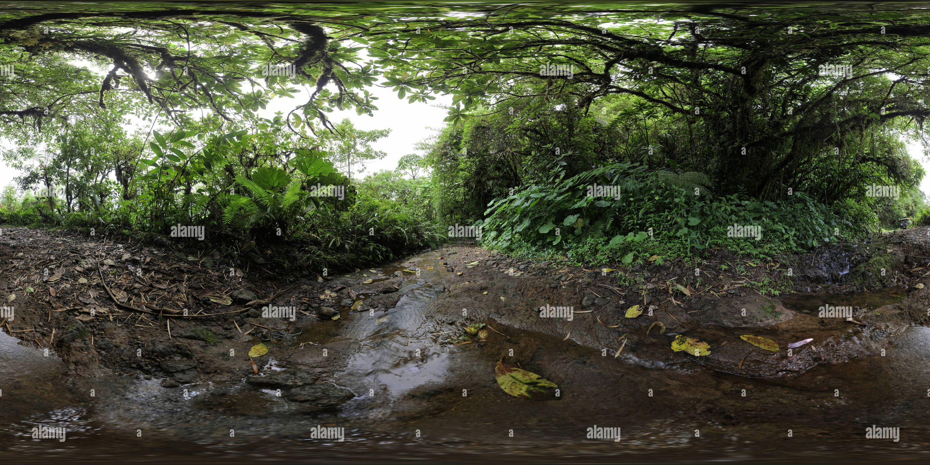360° view of Braulio Carrillo National Park - Alamy