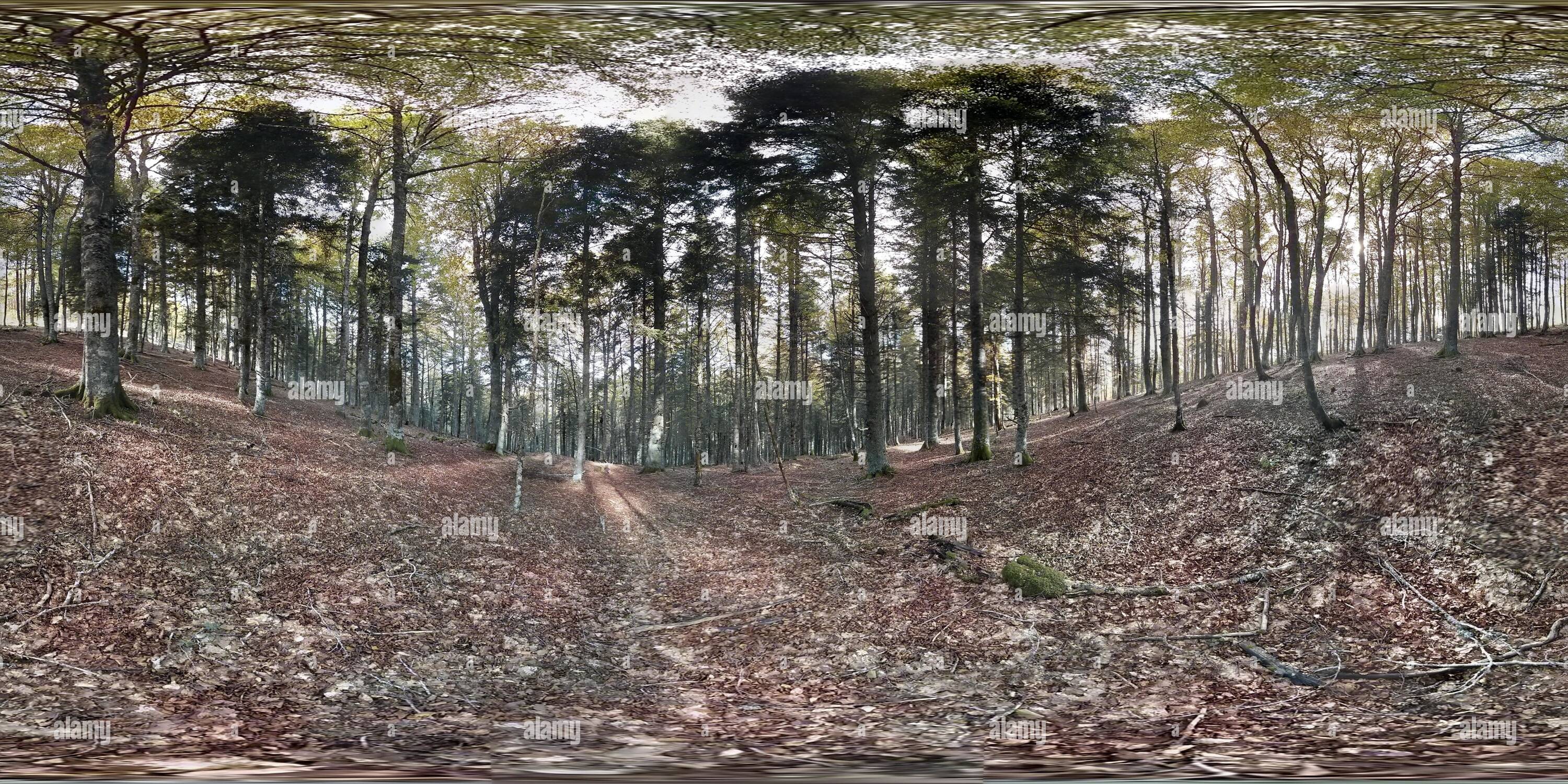 Gran bosque hi-res stock photography and images - Alamy