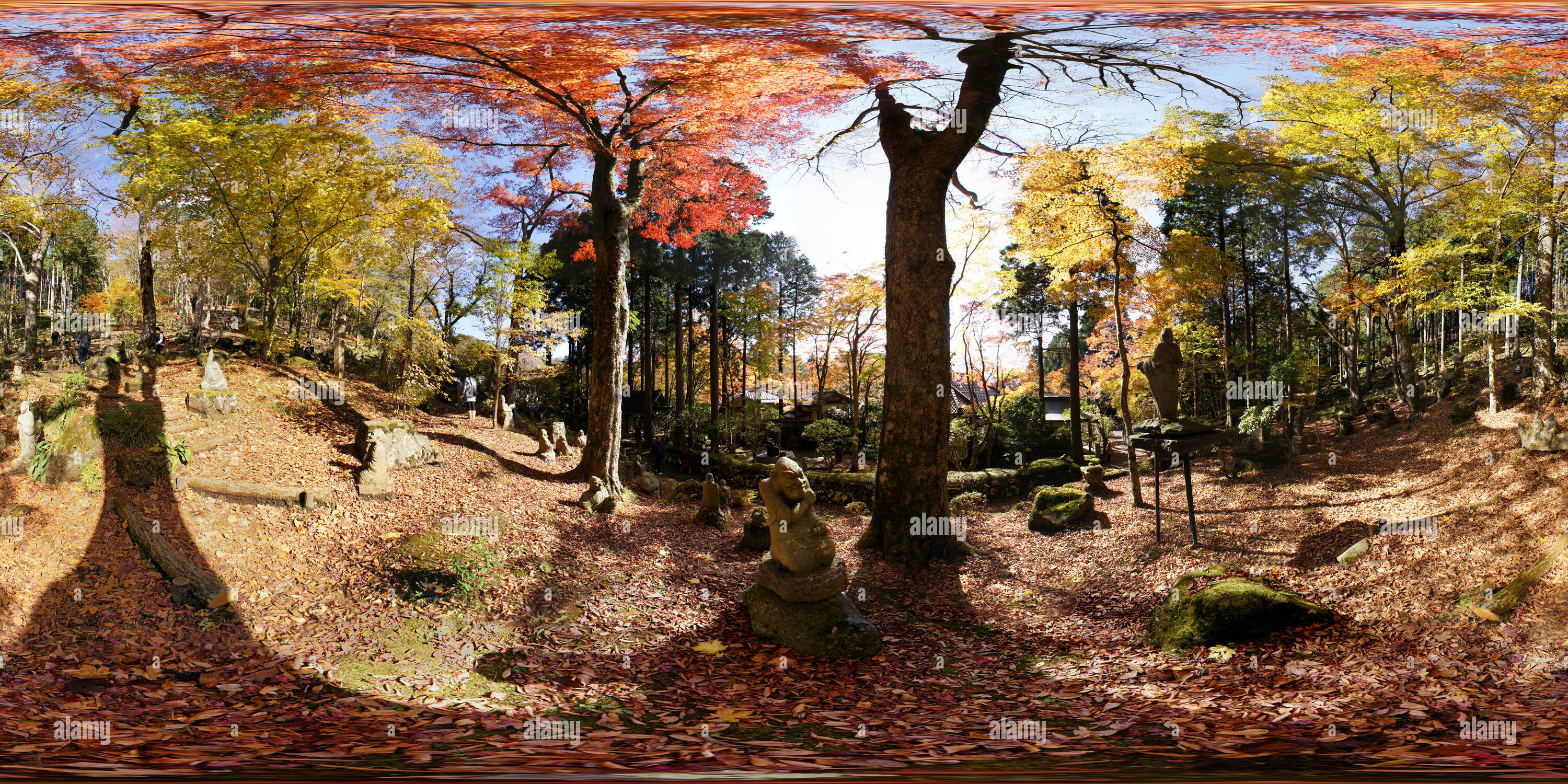 360° view of colored leaves of Choanji temple - Alamy