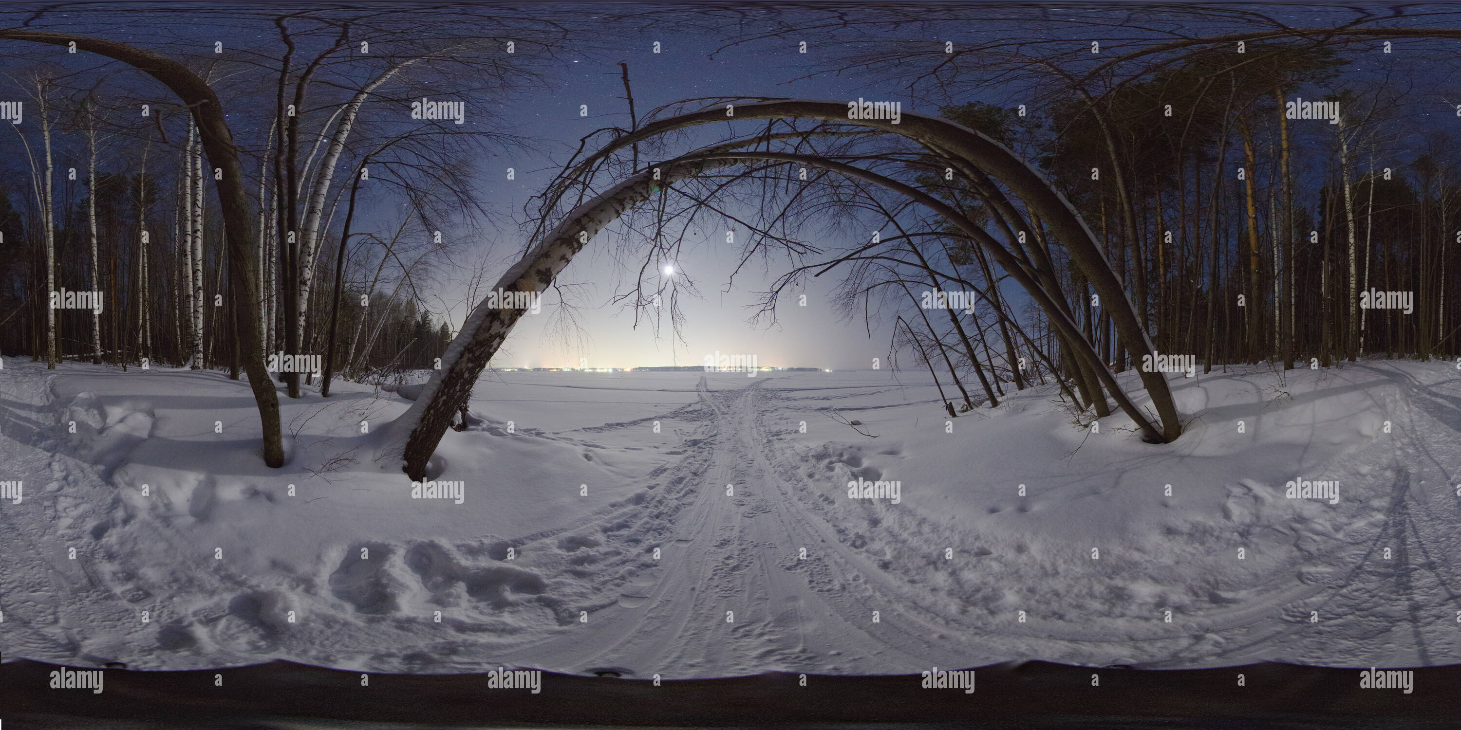 360° view of Night in forest - Alamy