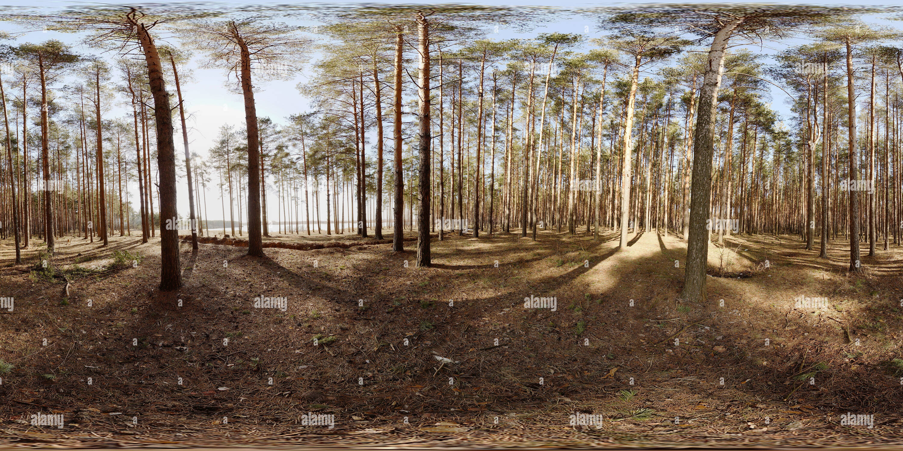 360° view of Morning in the forest - Alamy