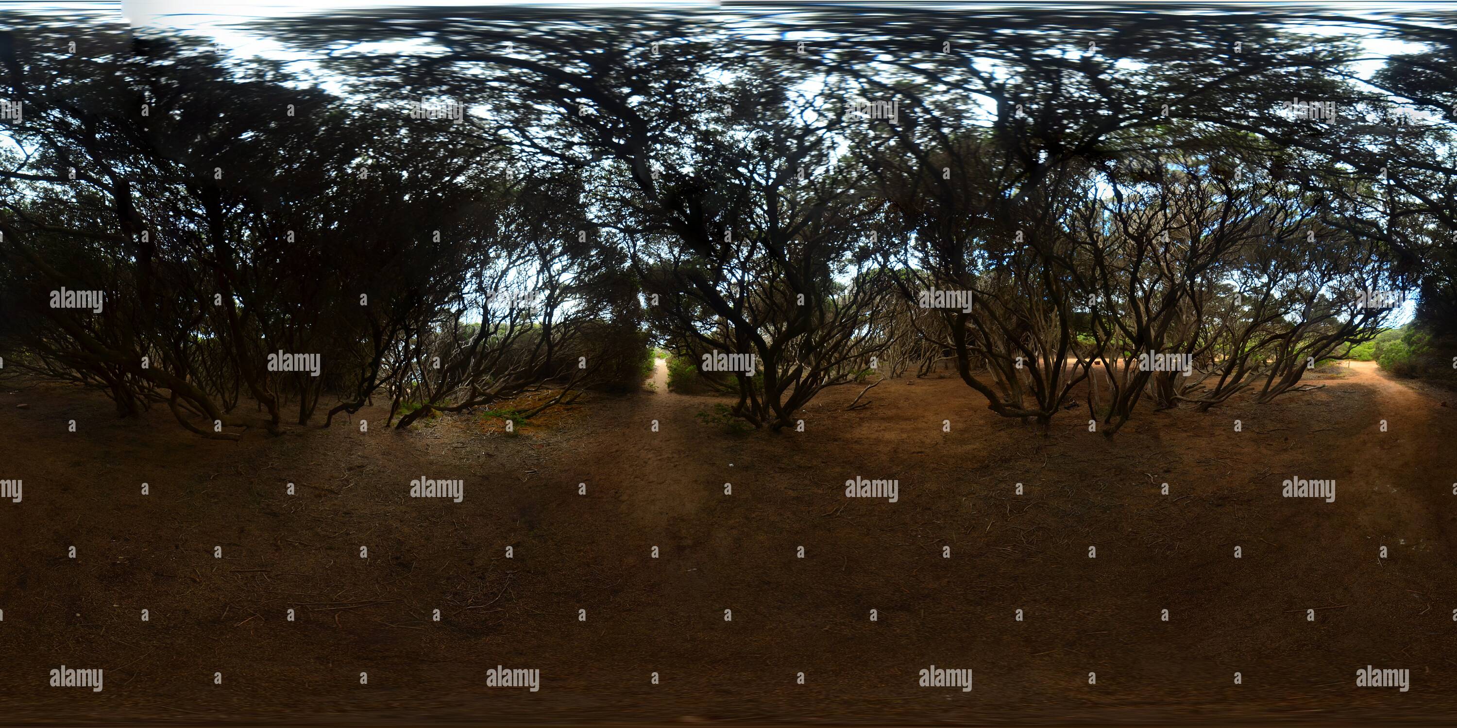 360° view of Cape to Cape Grove - Alamy