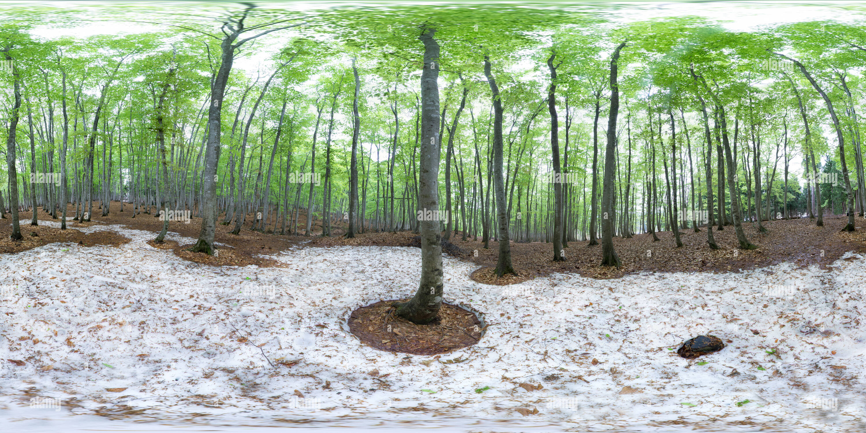 360° view of The Beech forest - Alamy