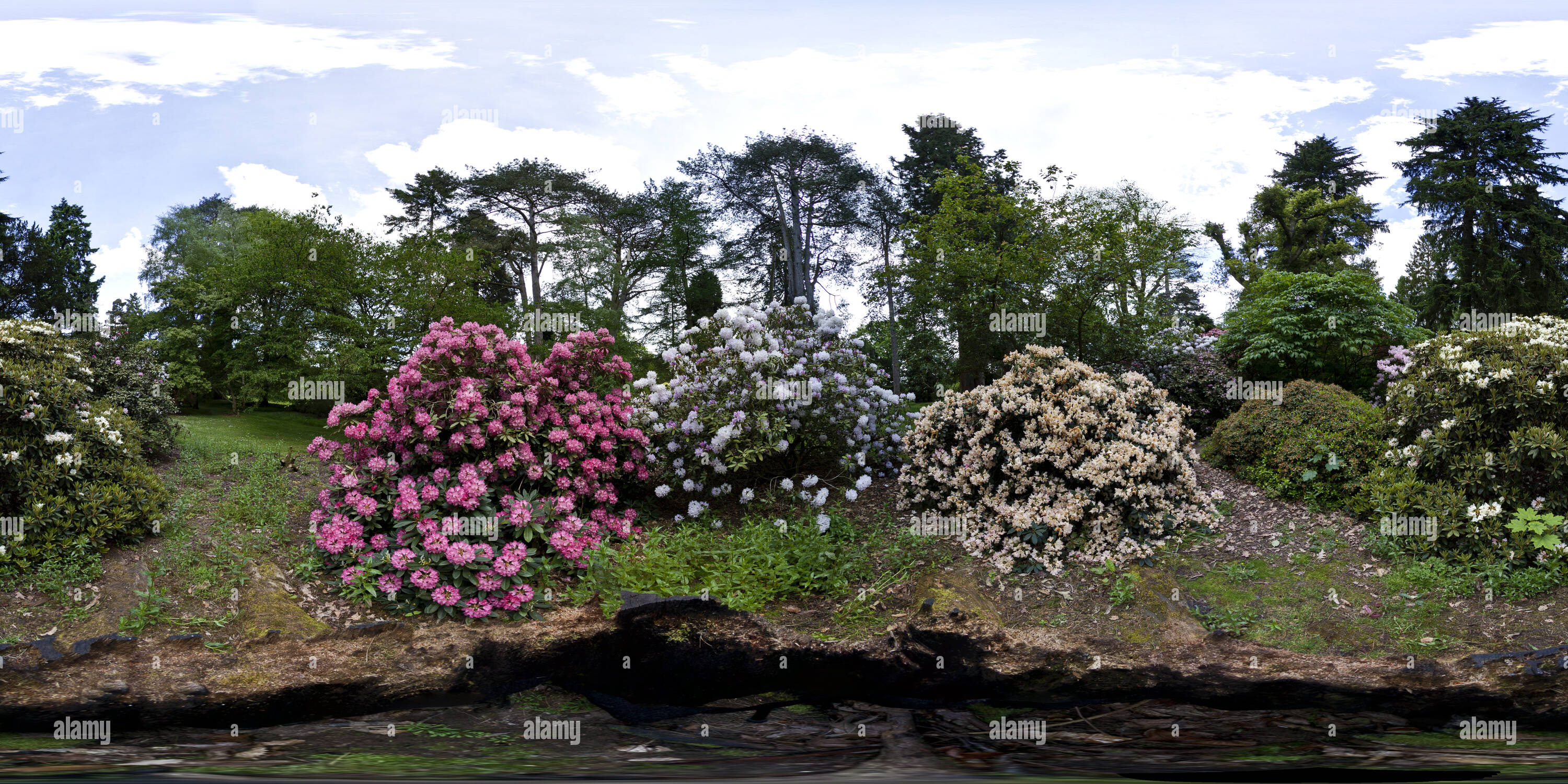 360° view of Arley Arboretum Rhododendrons - Alamy