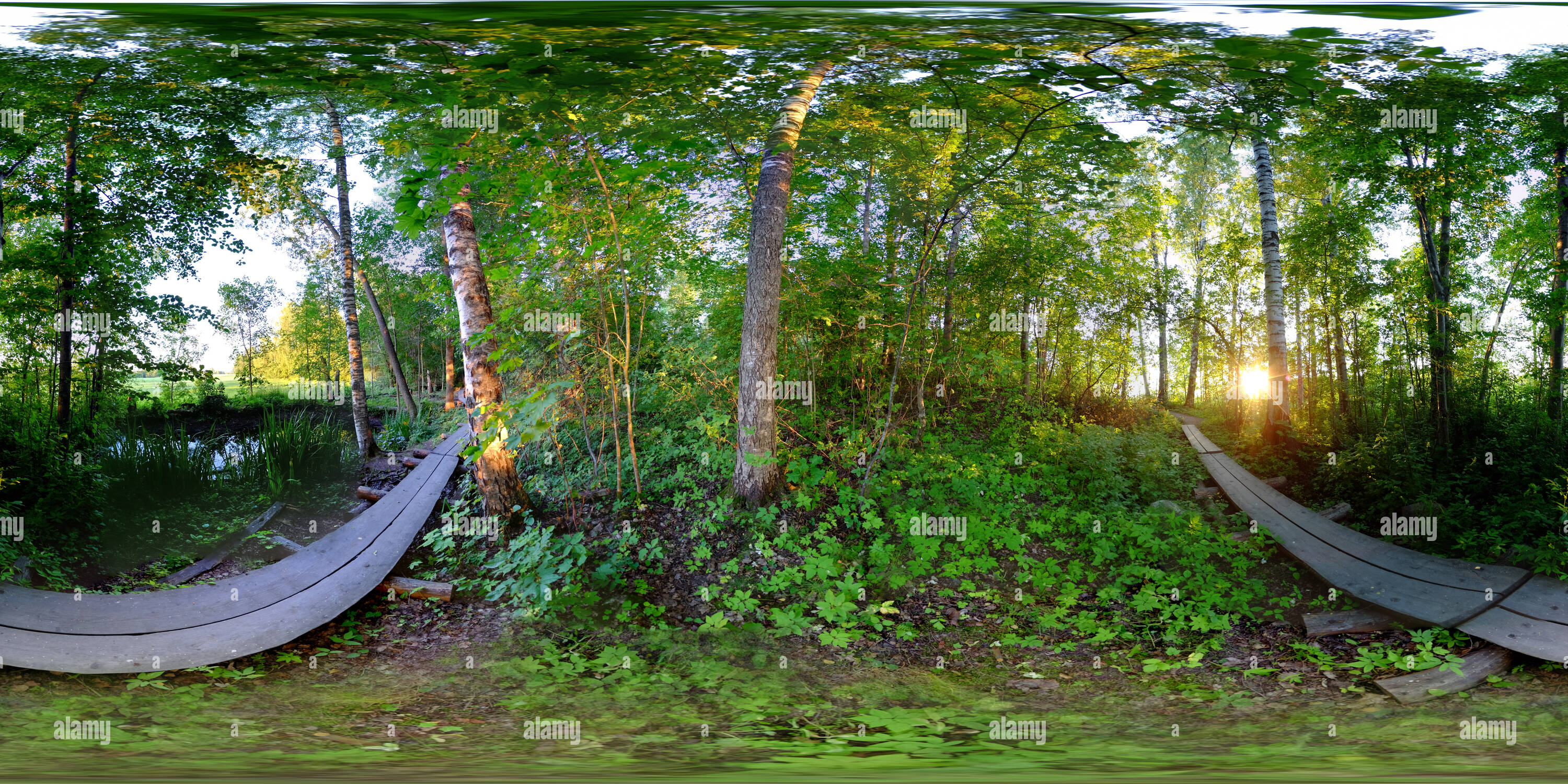 360° view of Walk in the forest - Alamy