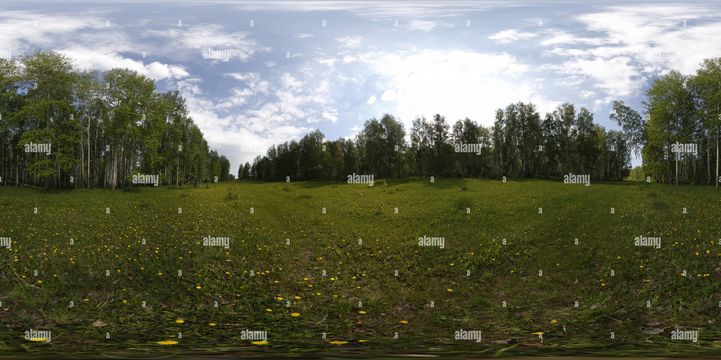 360° view of the forest clearing - Alamy
