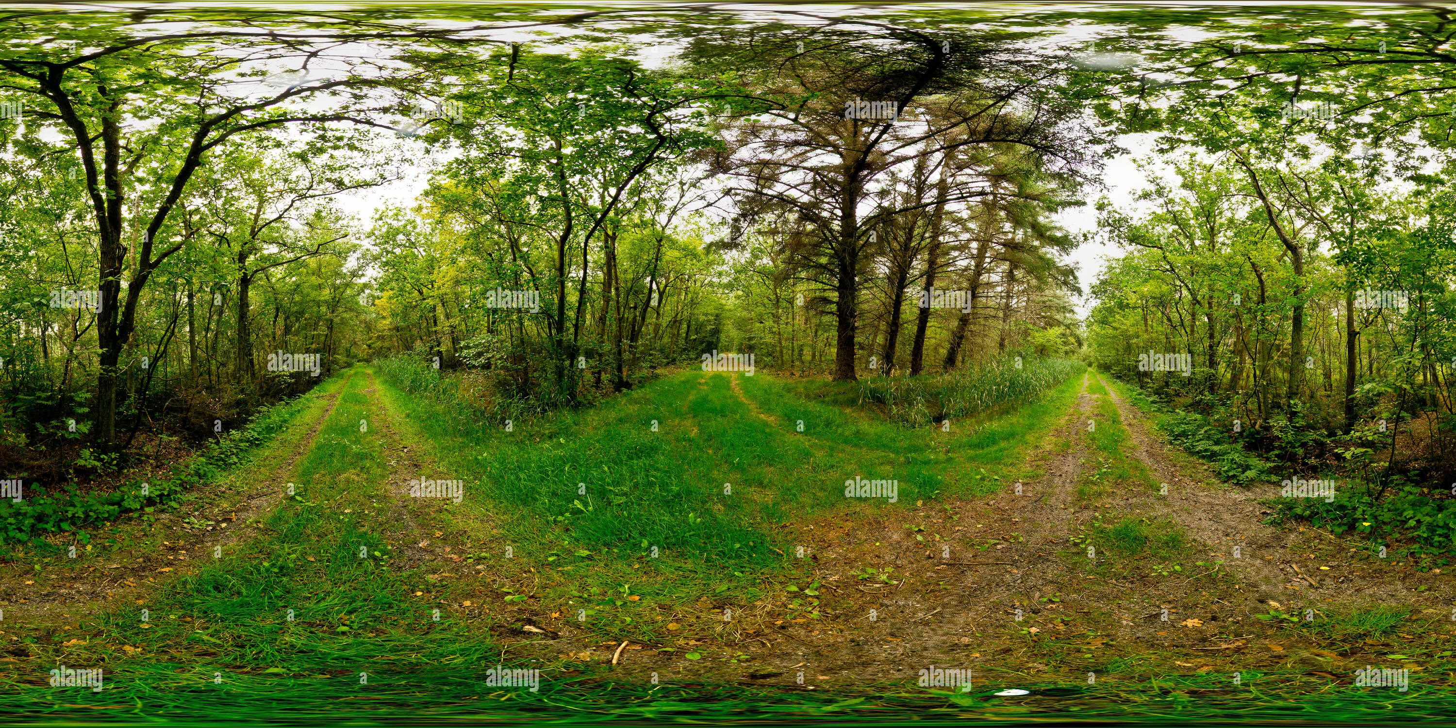 Terschelling forest hi-res stock photography and images - Alamy