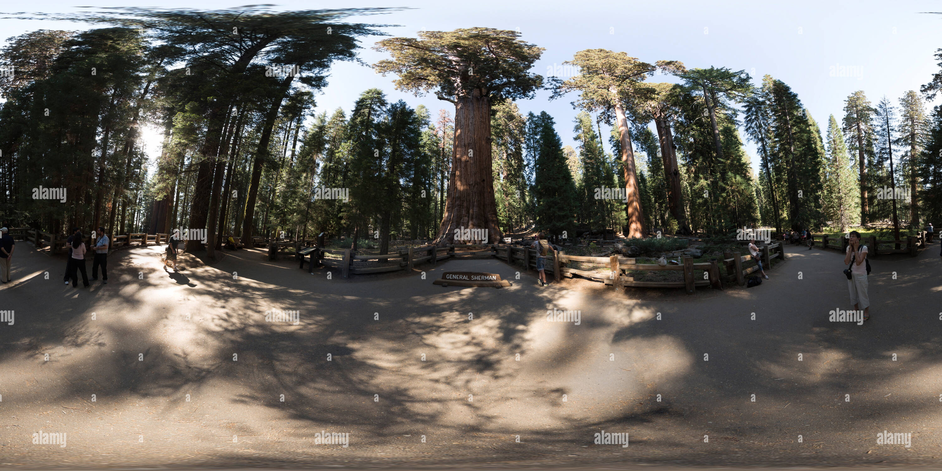360° view of General Sherman Tree - Alamy