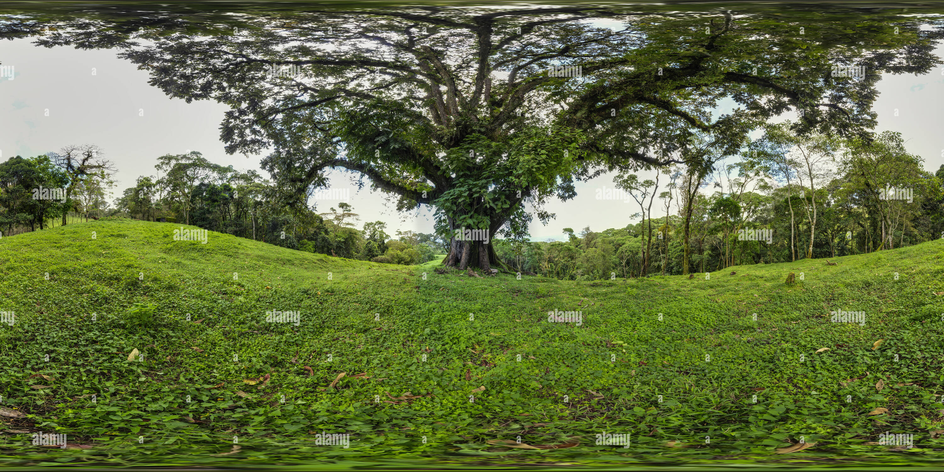 360° view of Pie de Monte Cedro 860 - Alamy