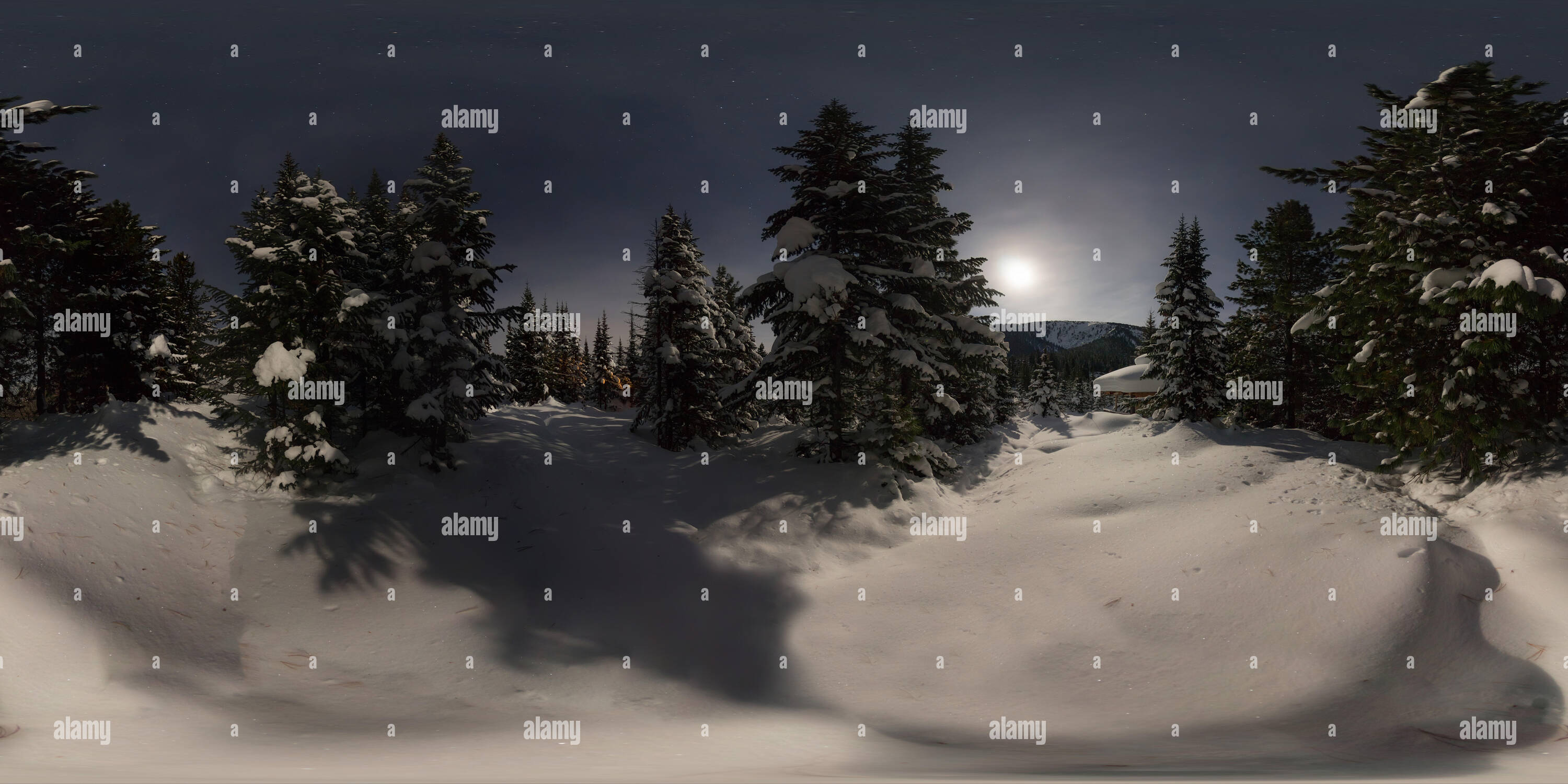 360° view of Winter forest of fir trees at night under the moonlight of ...