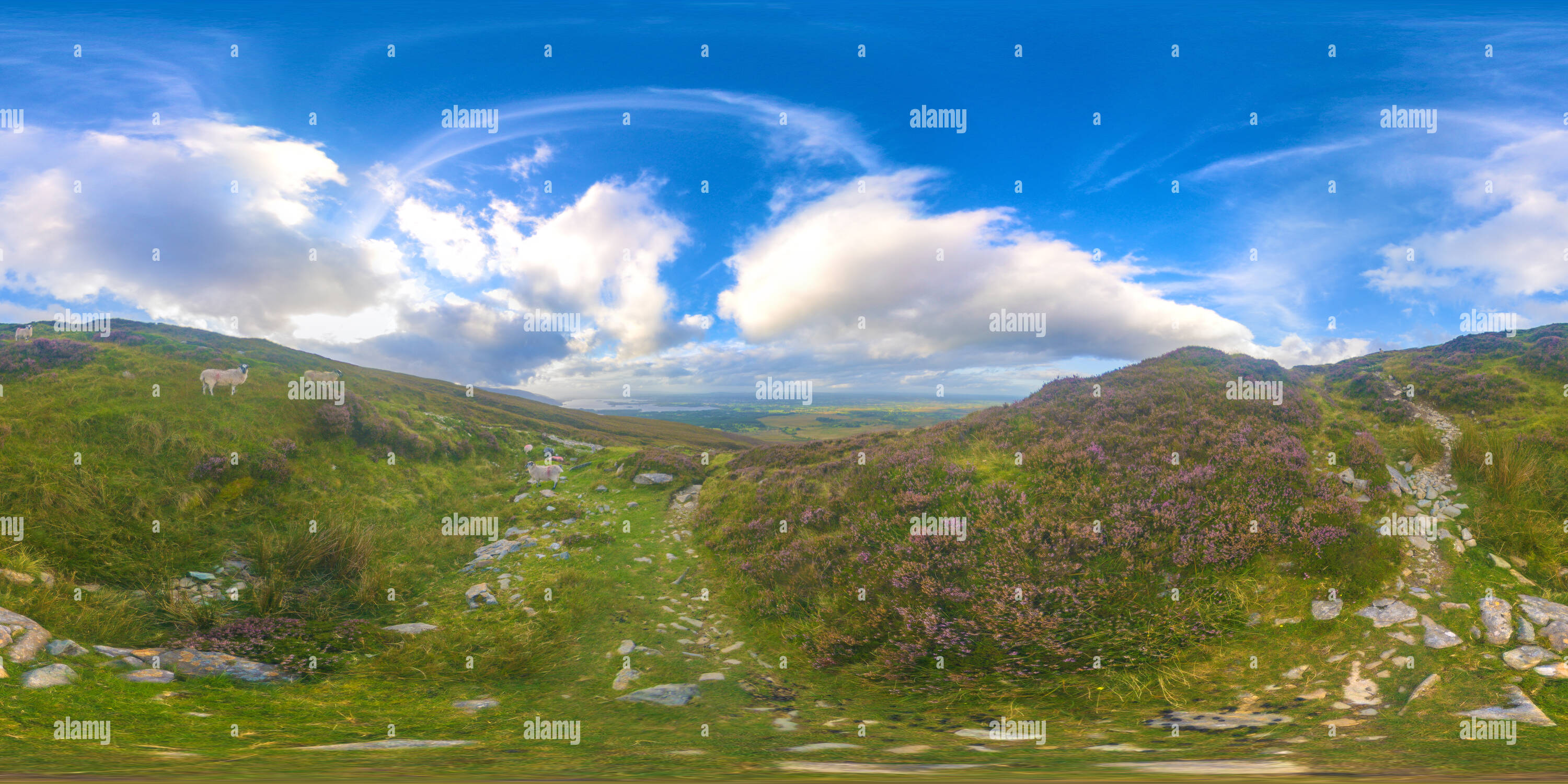360° view of Mangerton Mountain Sheep - Alamy