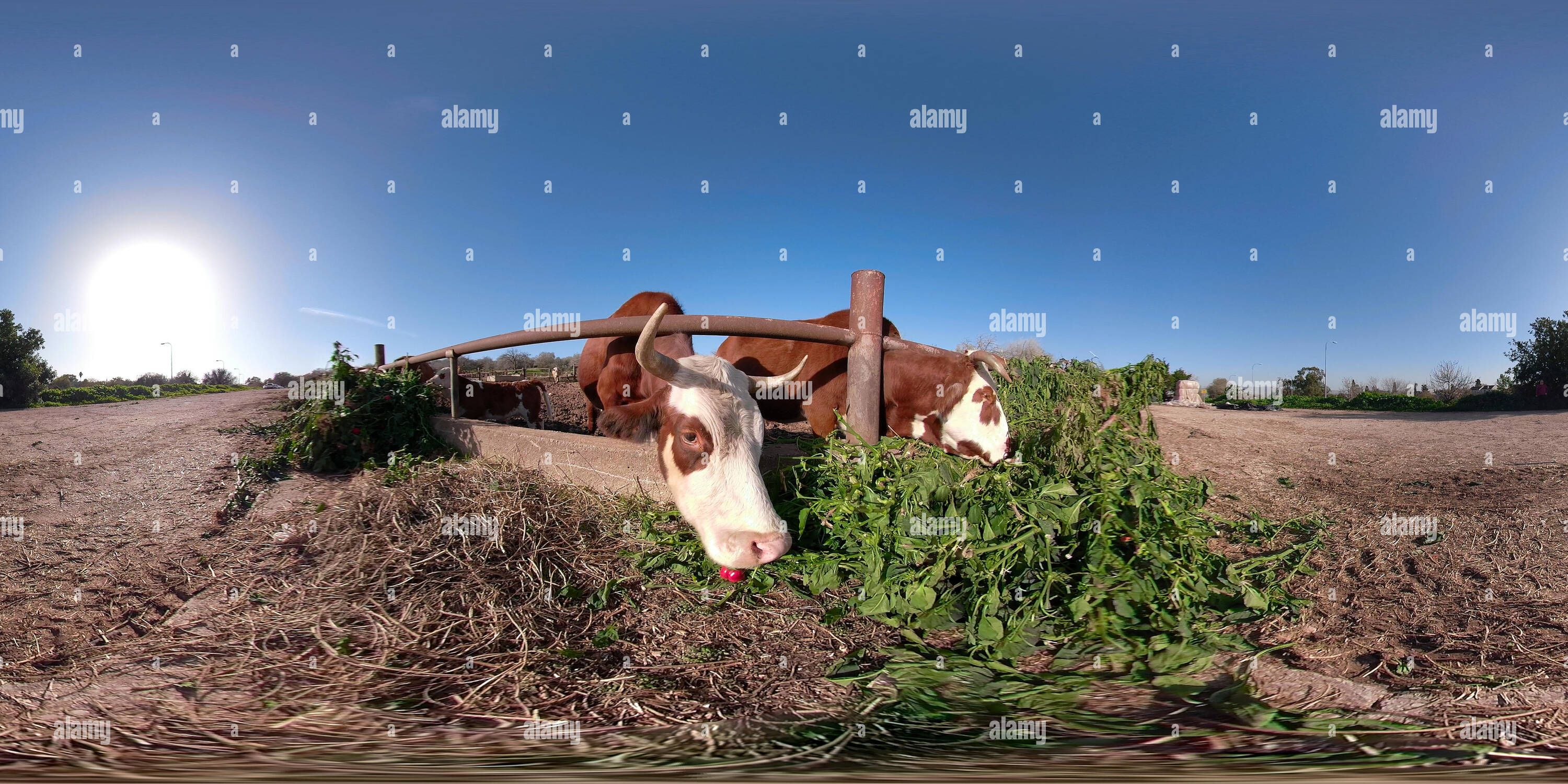 360 panorama animal hi-res stock photography and images - Alamy