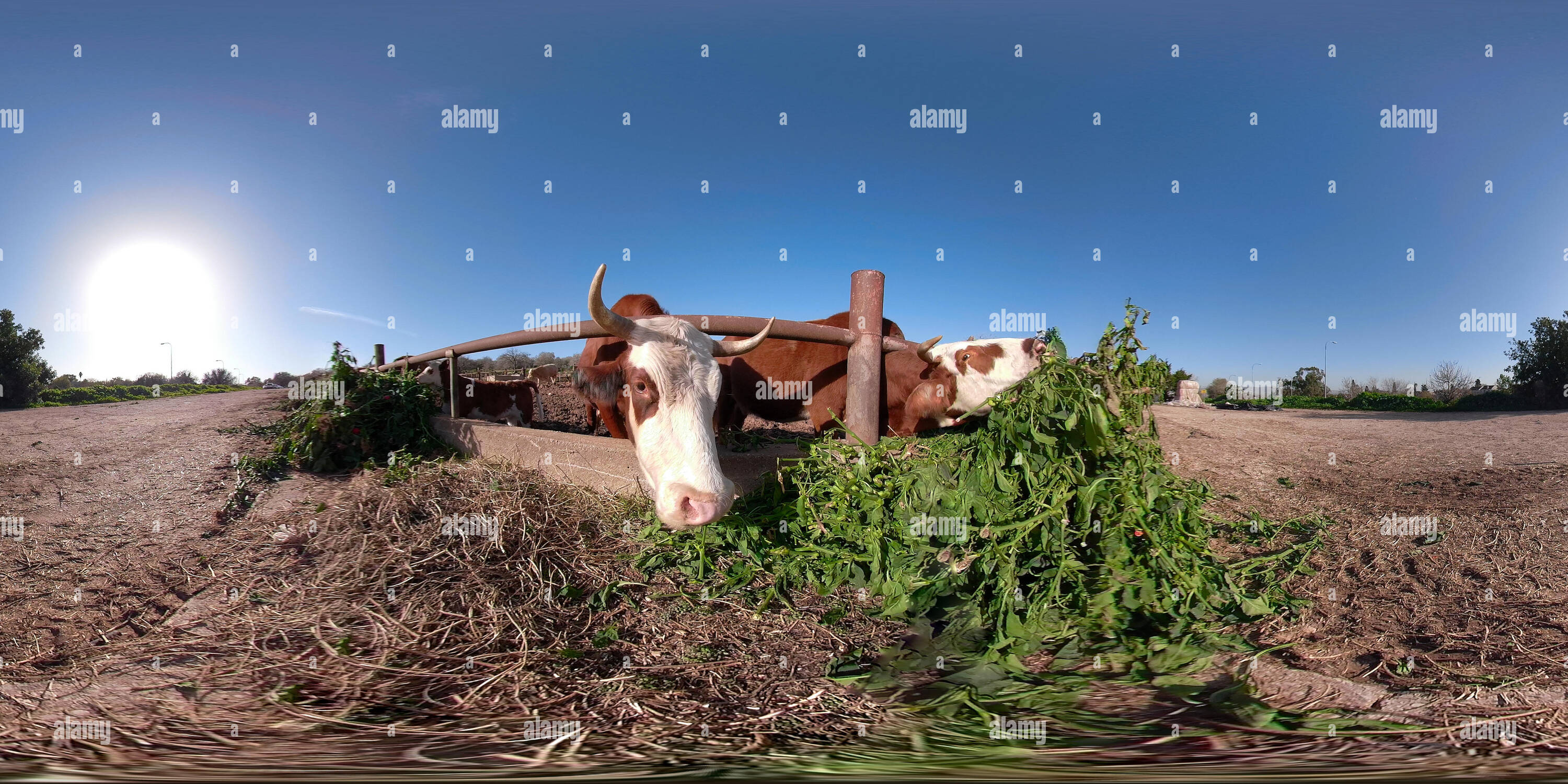 360 panorama animal hi-res stock photography and images - Alamy