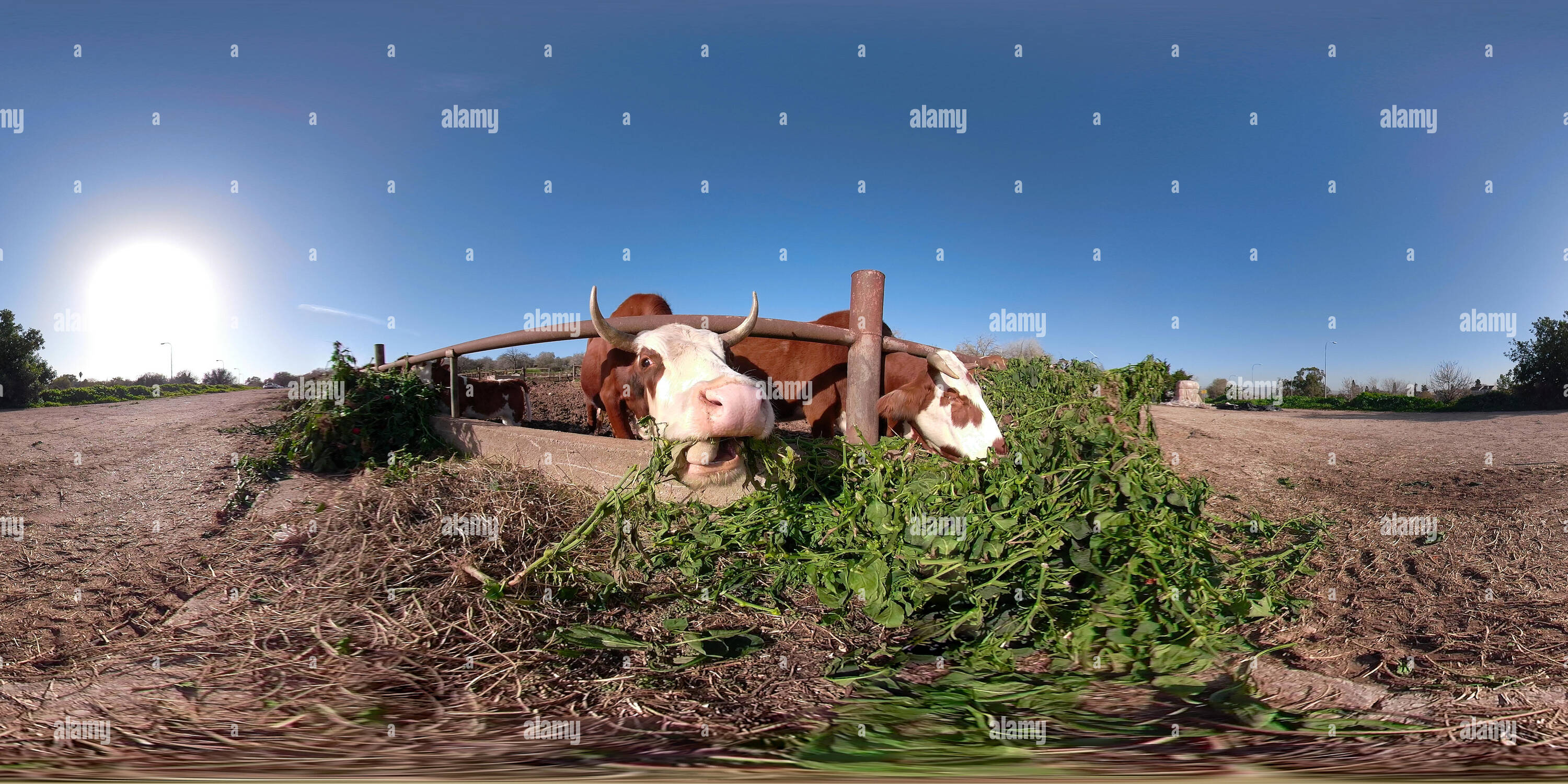 360 panorama animal hi-res stock photography and images - Alamy
