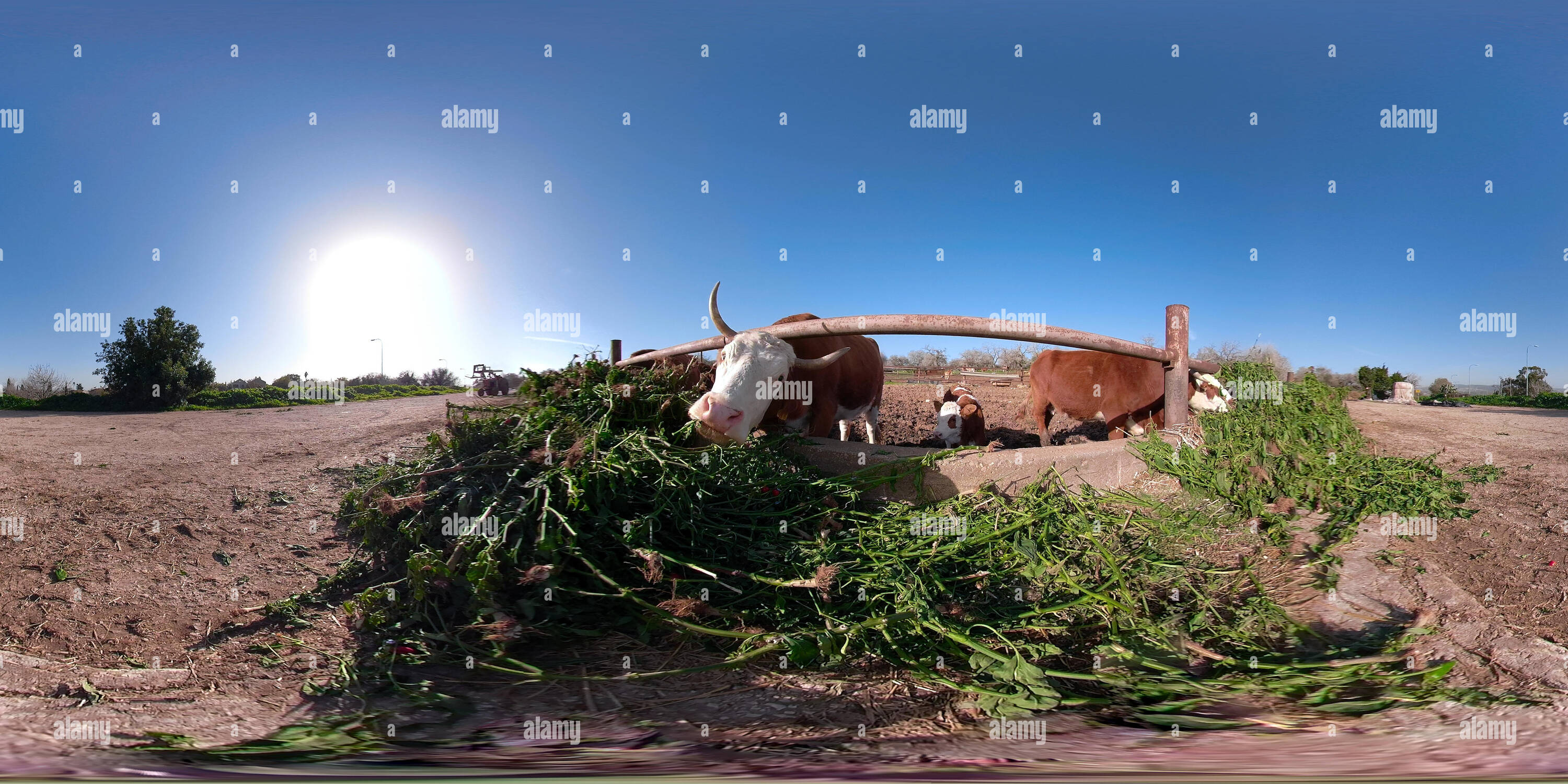 360° view of Cow or bull smells, licks and eats red pepper leaves ...