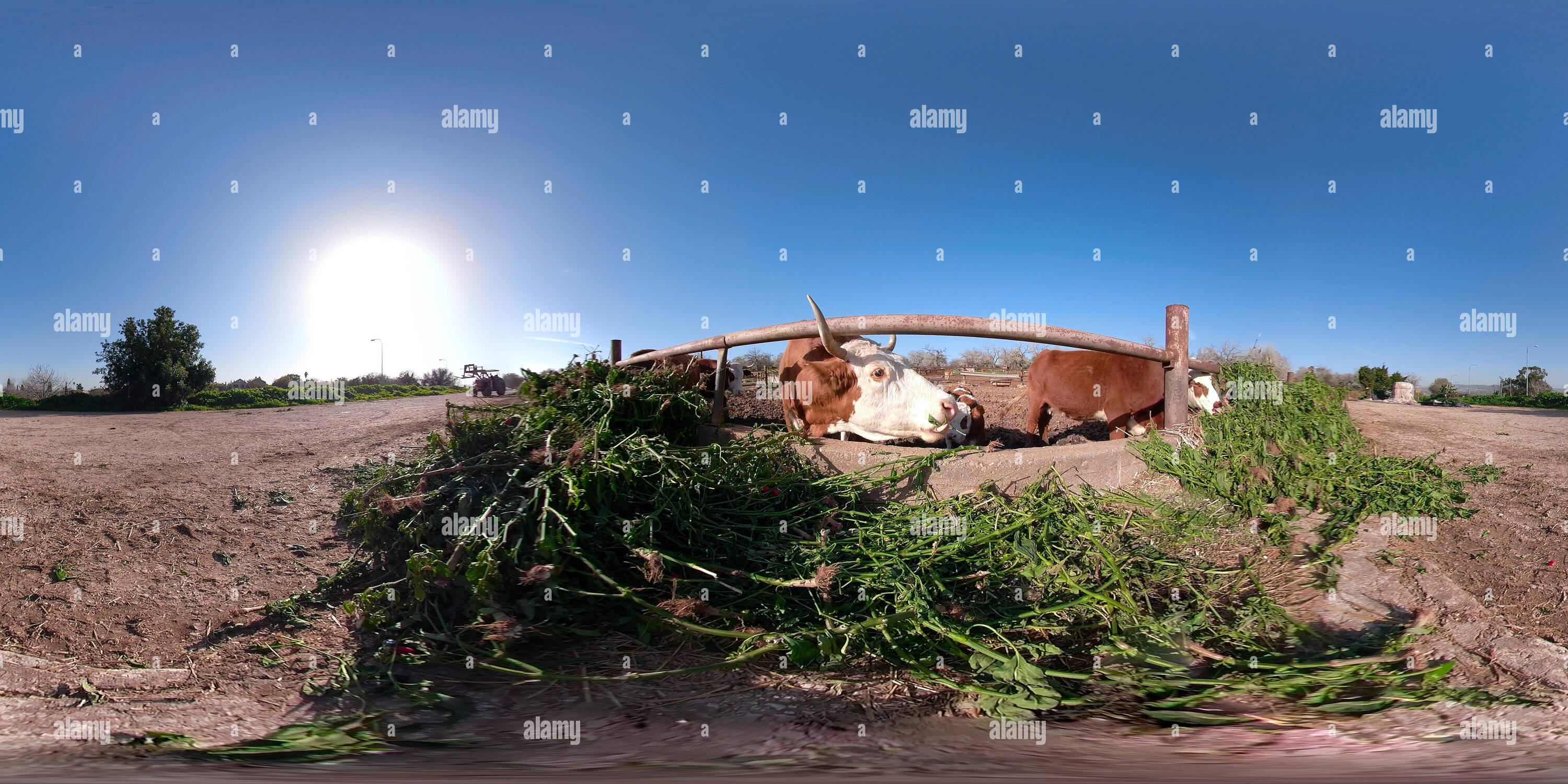 360 panorama animal hi-res stock photography and images - Alamy