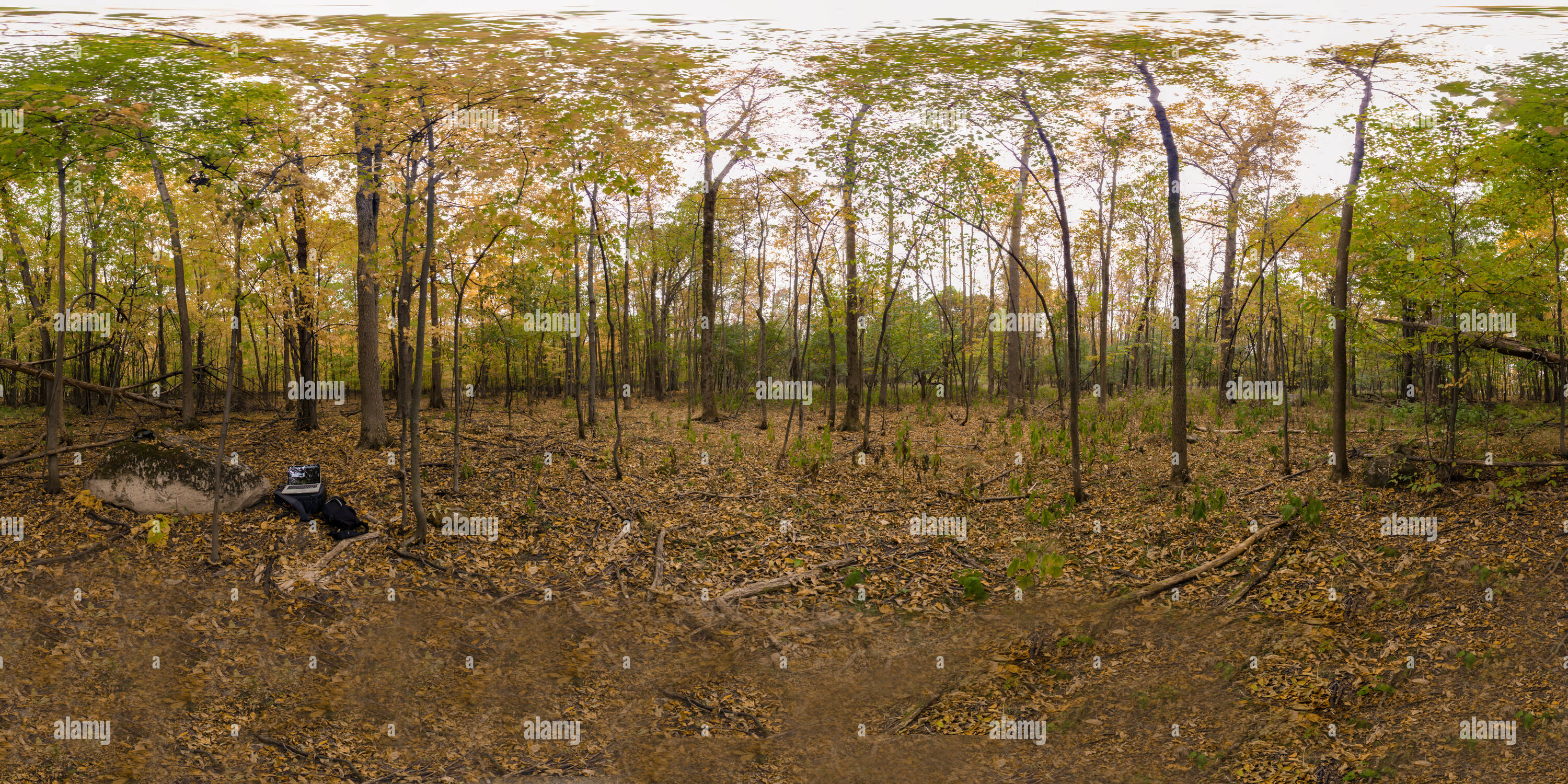 Padure hi-res stock photography and images - Alamy