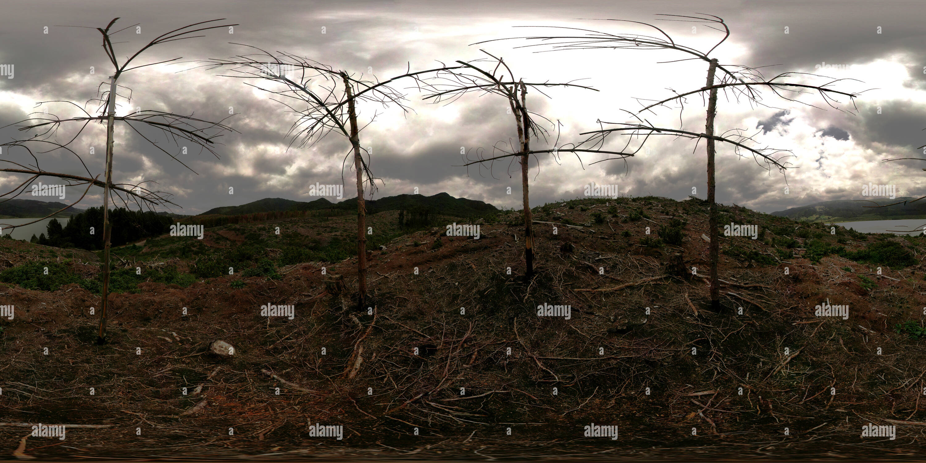 Bosque muerto hi-res stock photography and images - Alamy