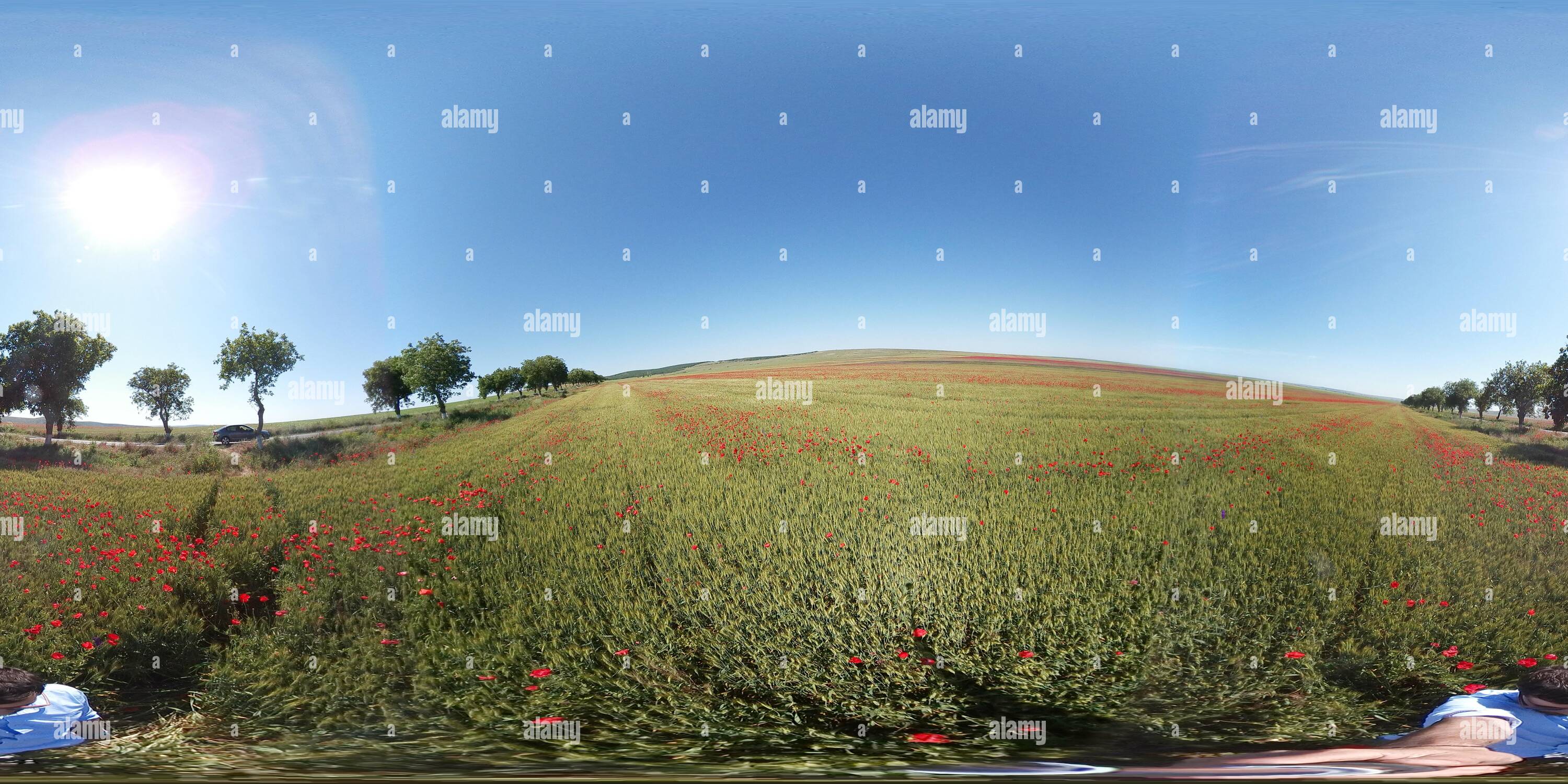 360° view of 360 photo of a poppy field - Alamy