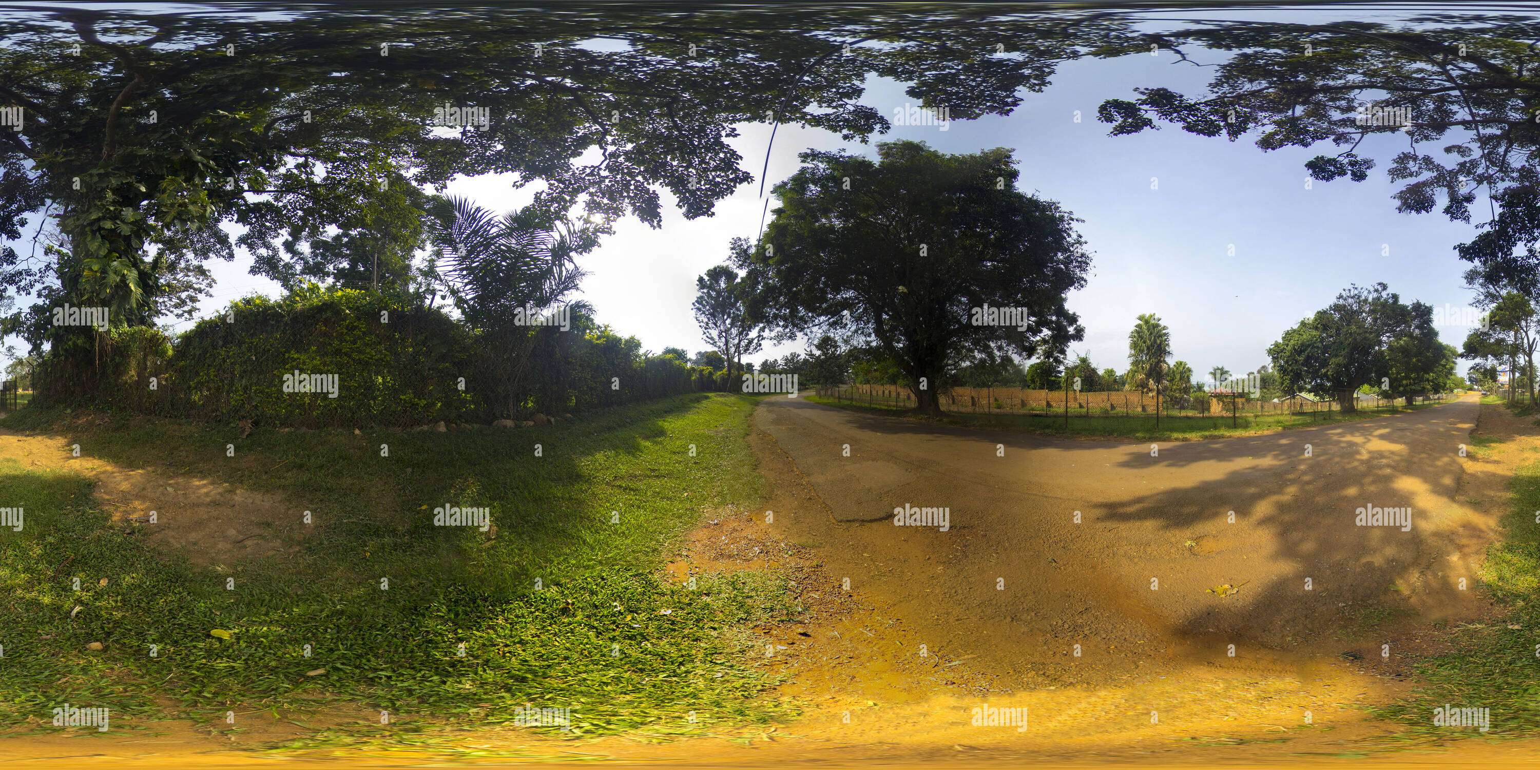 360° view of A beautiful and really cool tree cover! - Alamy