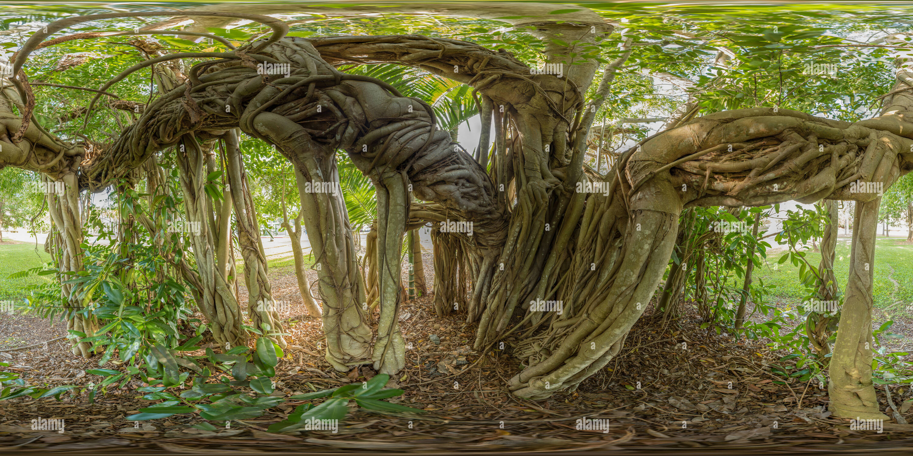 360° view of Inside a tree - Alamy