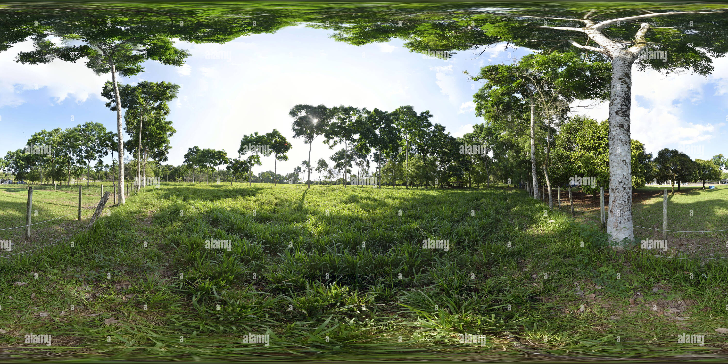 Mombaca hi-res stock photography and images - Alamy