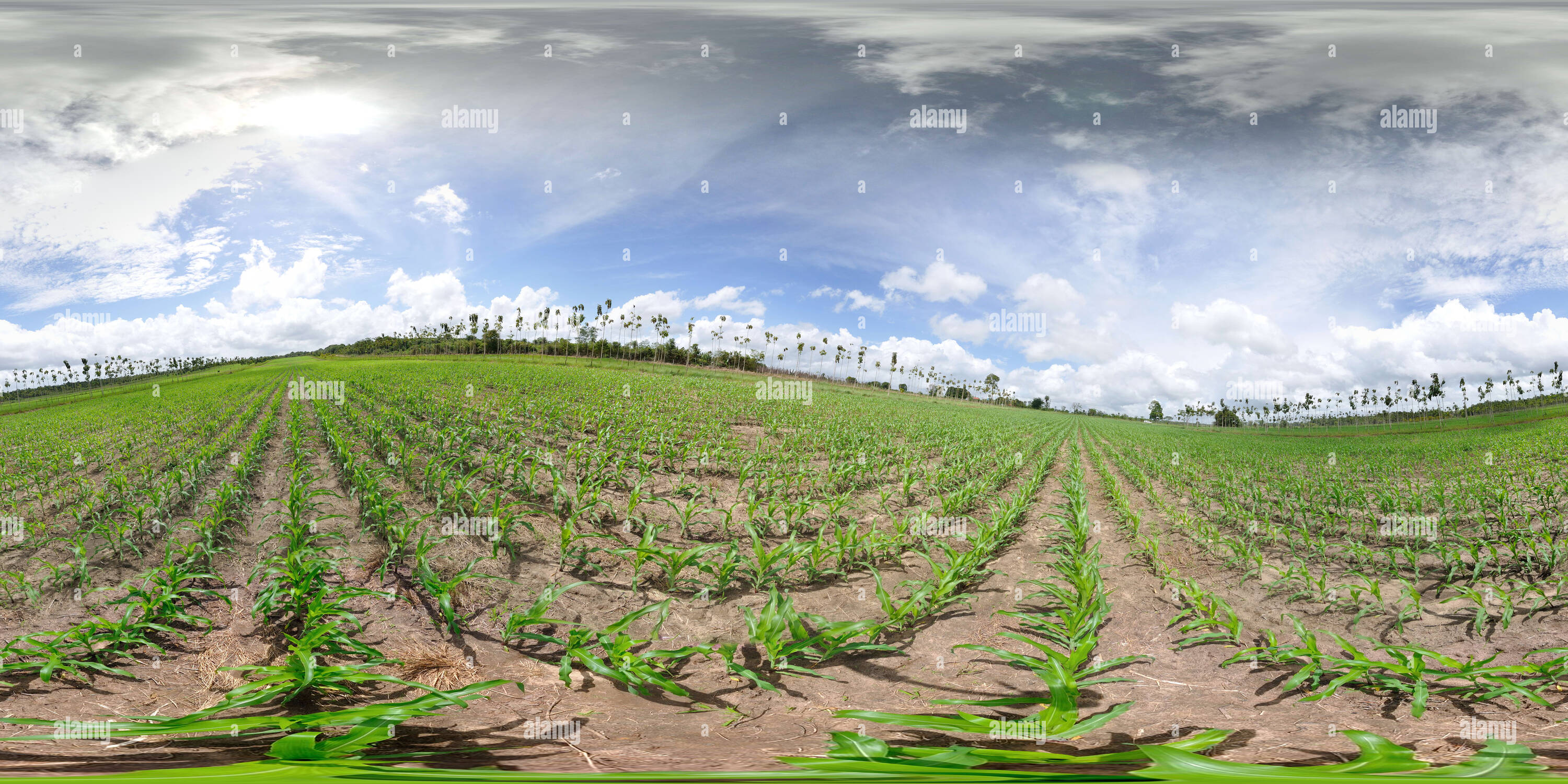 Teca hi-res stock photography and images - Alamy