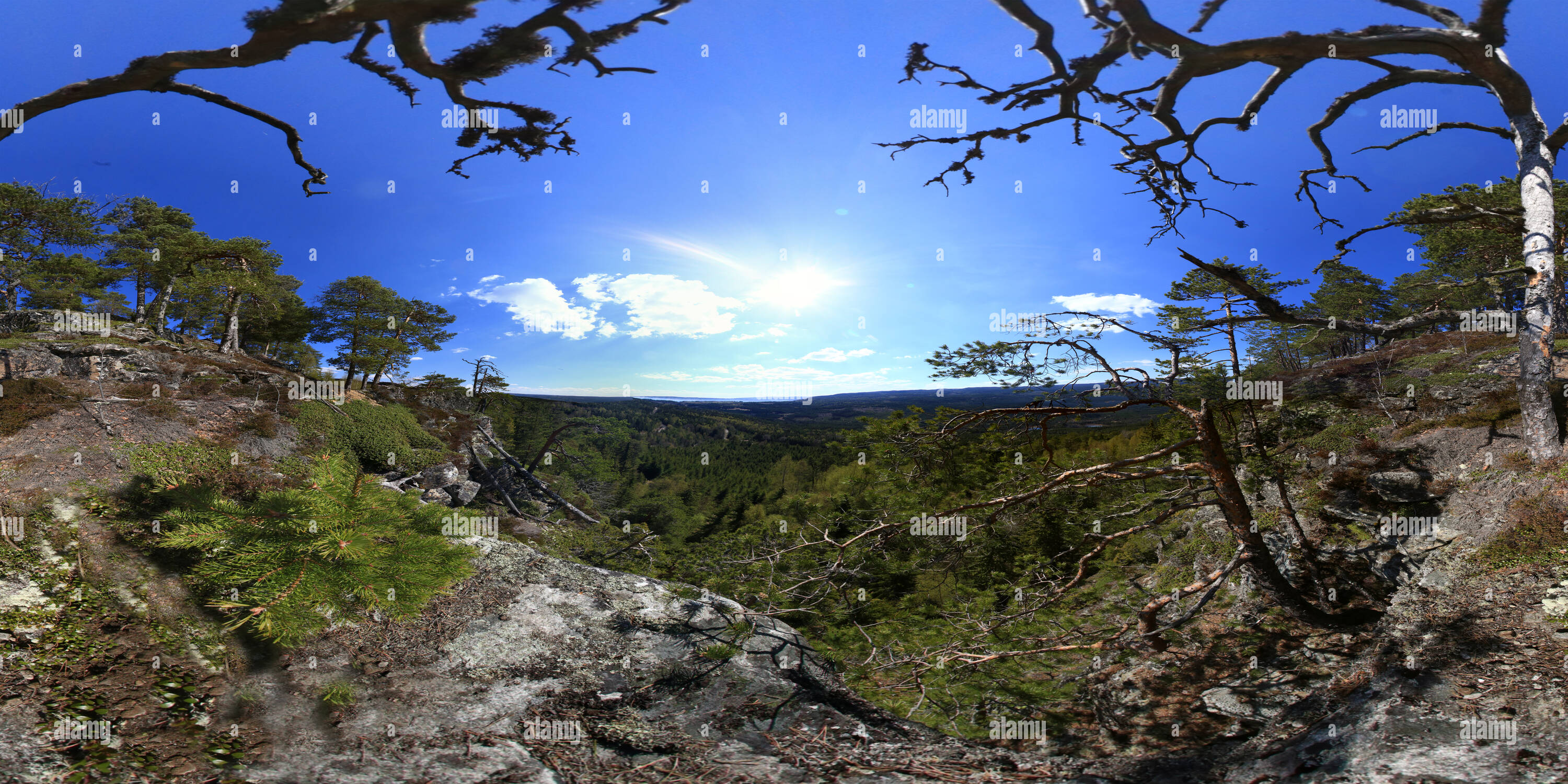 360° view of Norwegian forrest landscape - Alamy